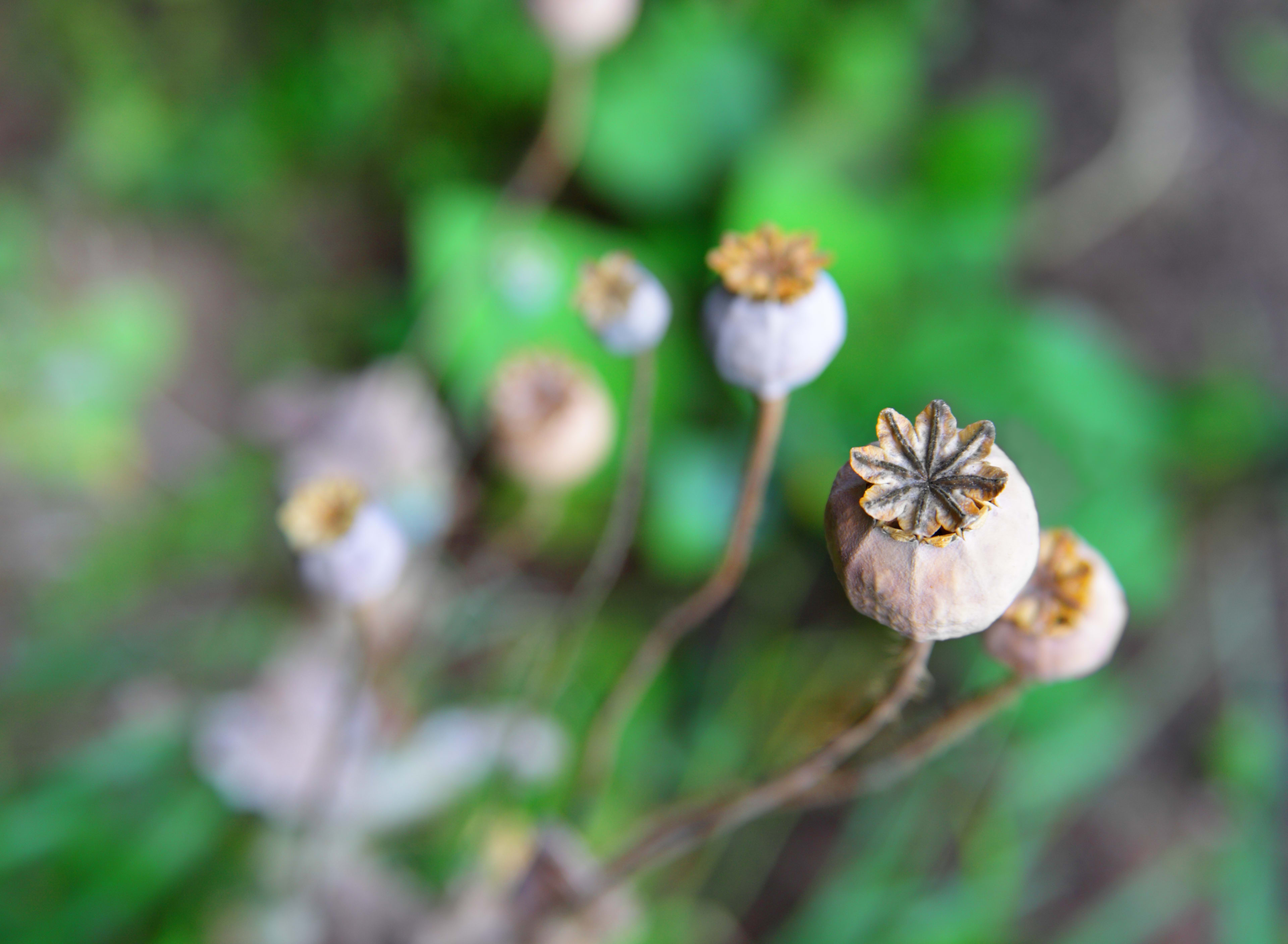 Perennials You Should Never Cut Back, According to Garden Pros - Dengarden