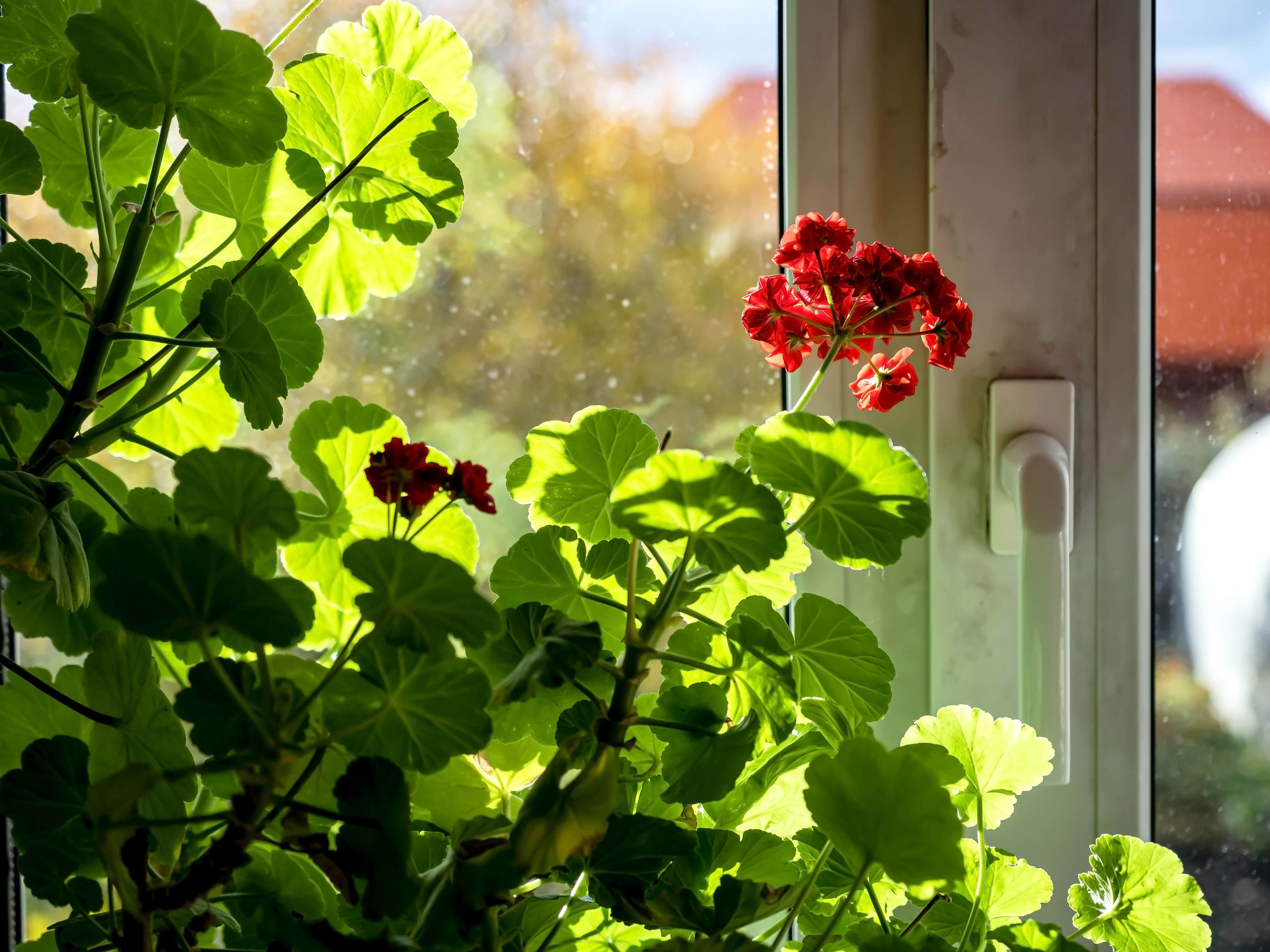 Don't Throw Those Geraniums out! How to Overwinter Geraniums for Next ...