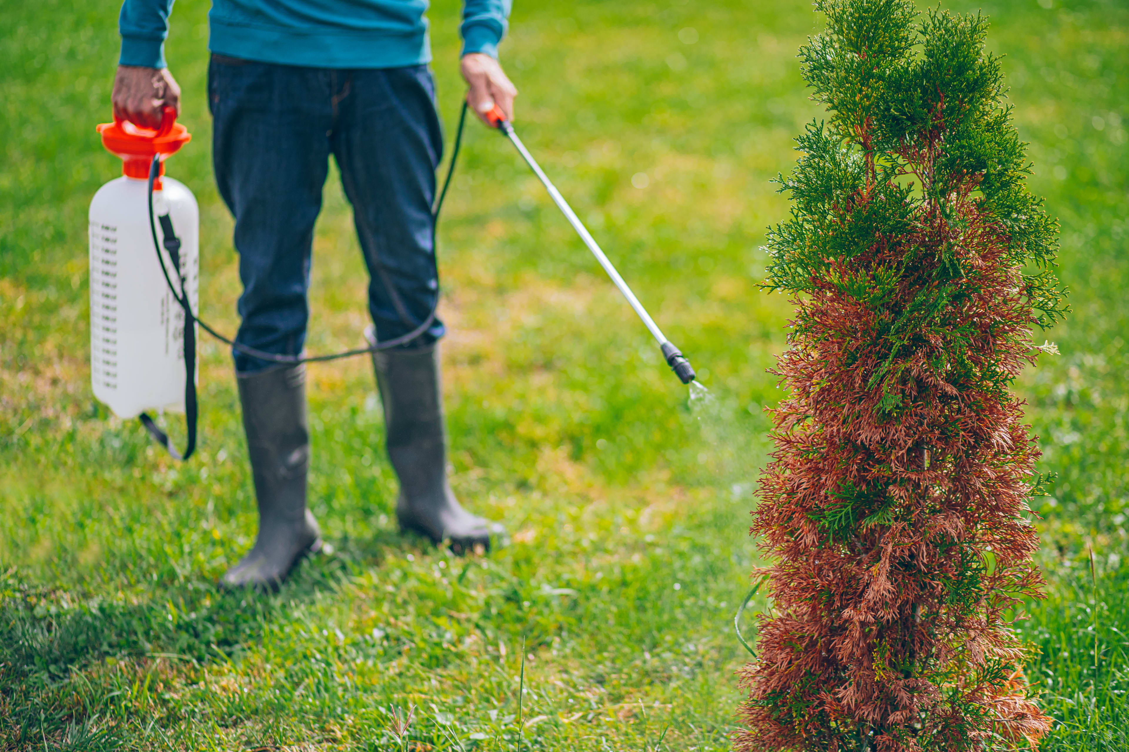 Fall Lawn Care Tips: A Checklist for Keeping Your Lawn Healthy for ...