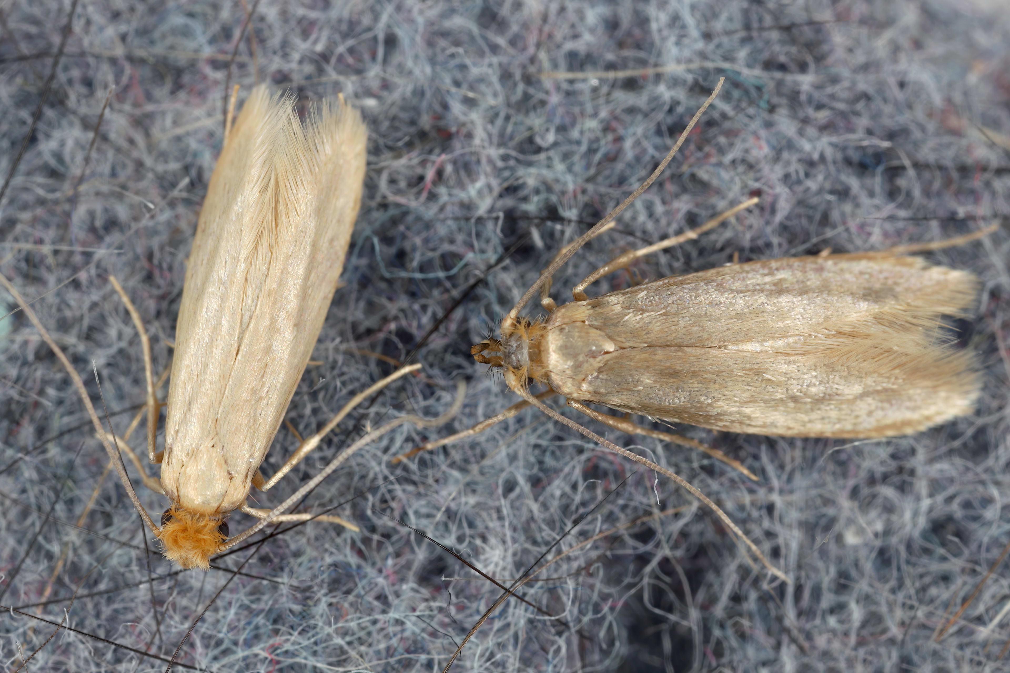 How to Identify and Get Rid of Clothes Moths in Your Home - Dengarden