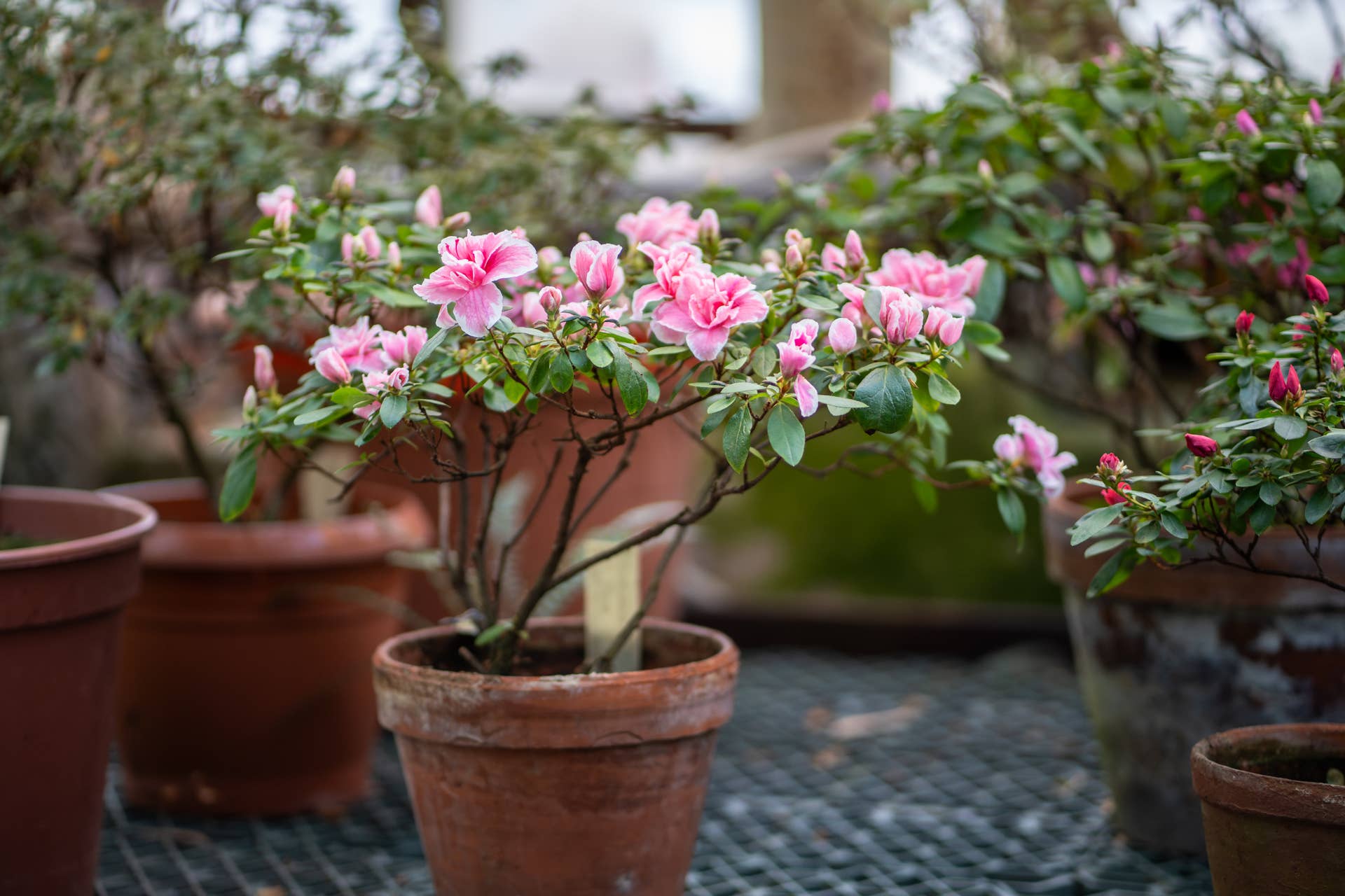 How to Use Fluval Stratum for Your Plants, Indoors and Out - Dengarden