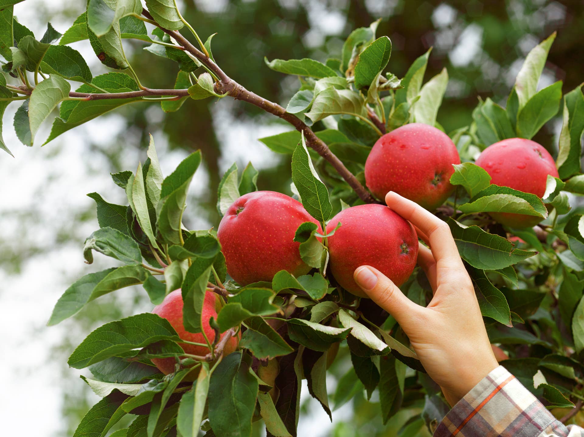 How to Know When to Pick Apples: A Failsafe Harvesting Method - Dengarden