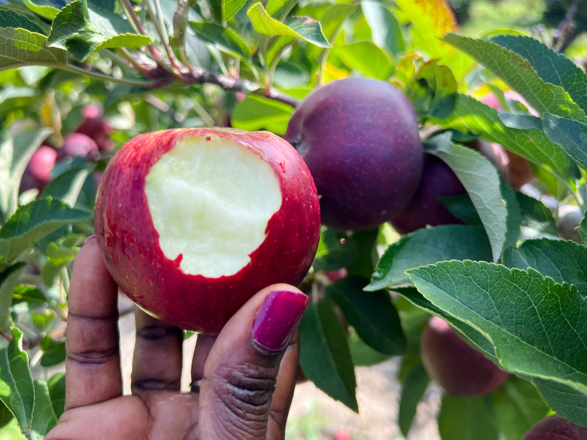 How to Know When to Pick Apples: A Failsafe Harvesting Method - Dengarden