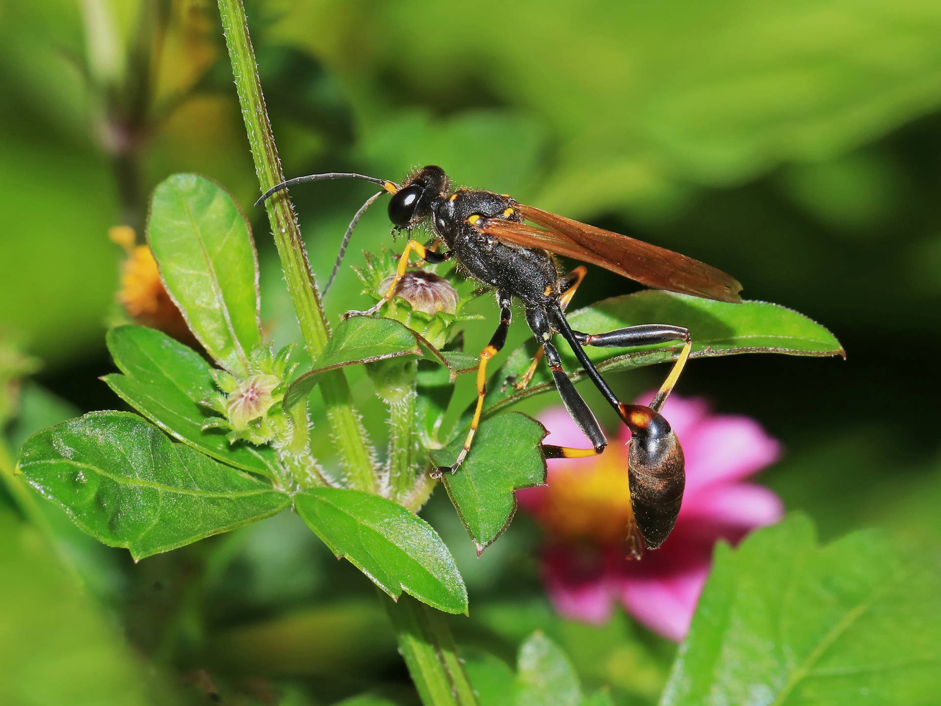 How to Get Rid of Mud Dauber Wasps and Their Nests - Dengarden