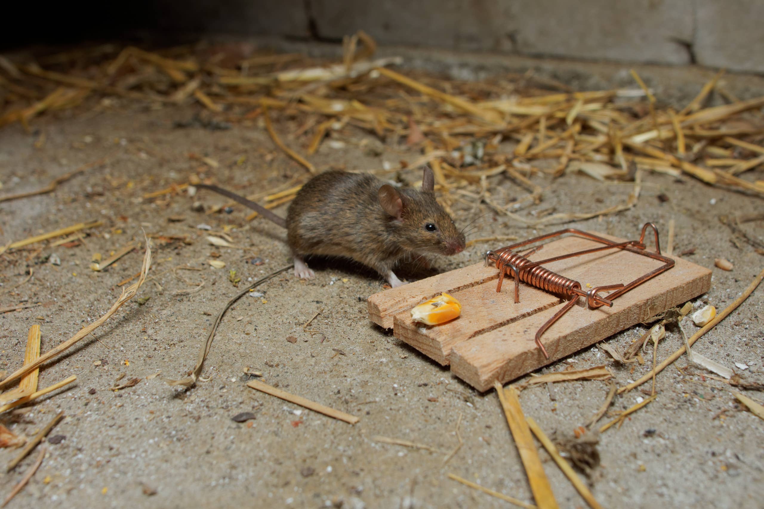 The Best Kid-Safe and Pet-Friendly Mousetraps - Dengarden
