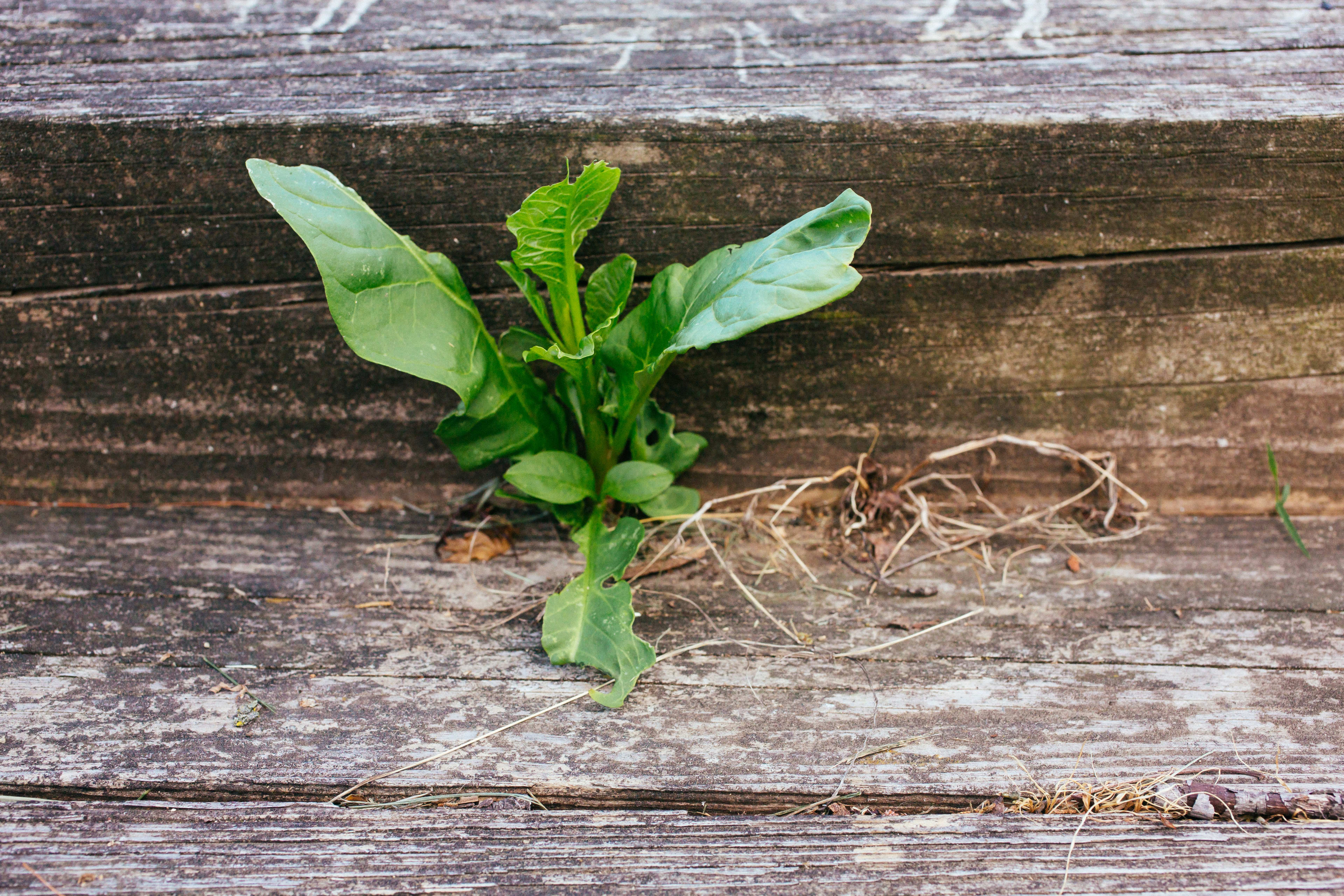 15 Common Garden Weeds (With Pictures) - Dengarden