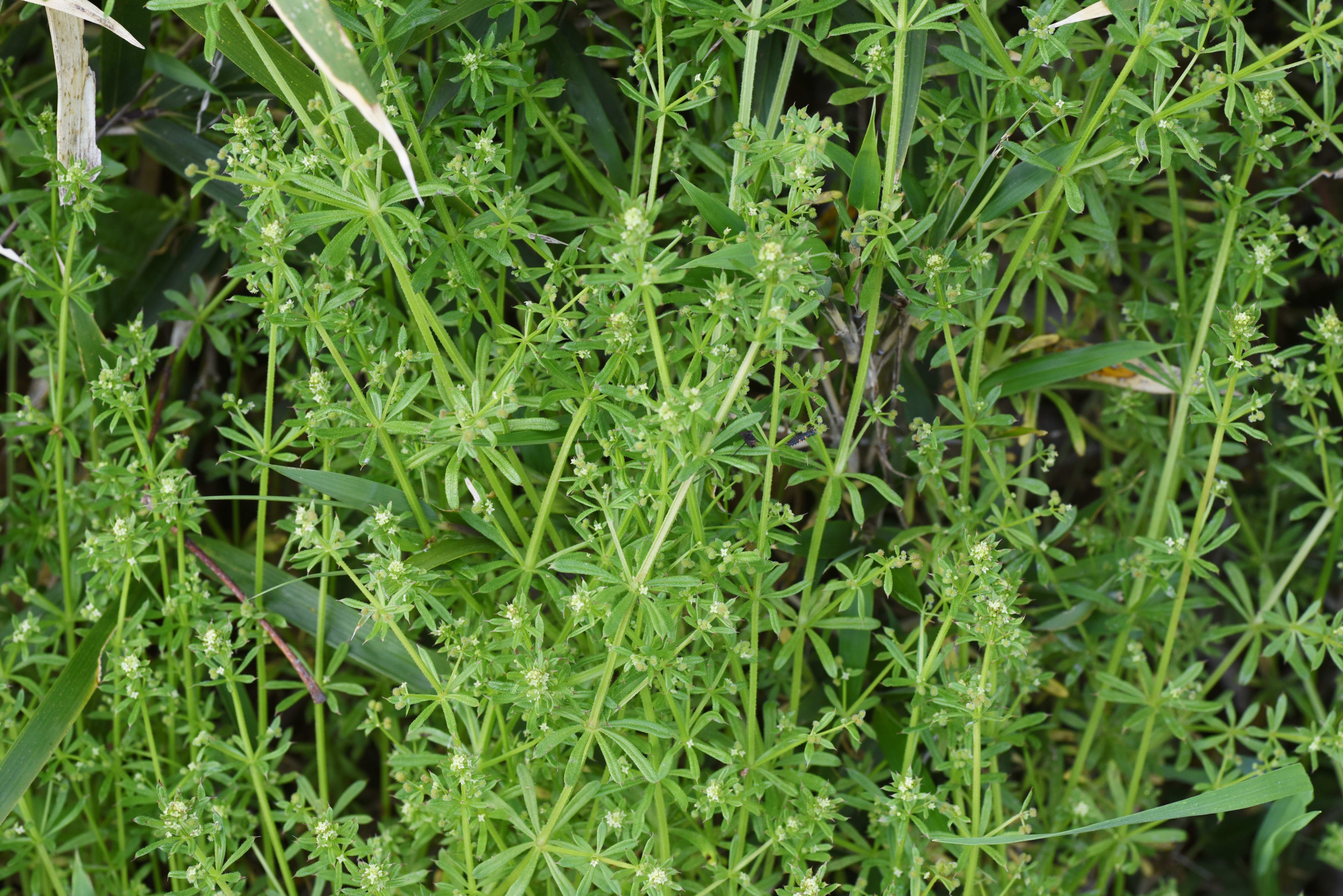 15 Common Garden Weeds (With Pictures) - Dengarden