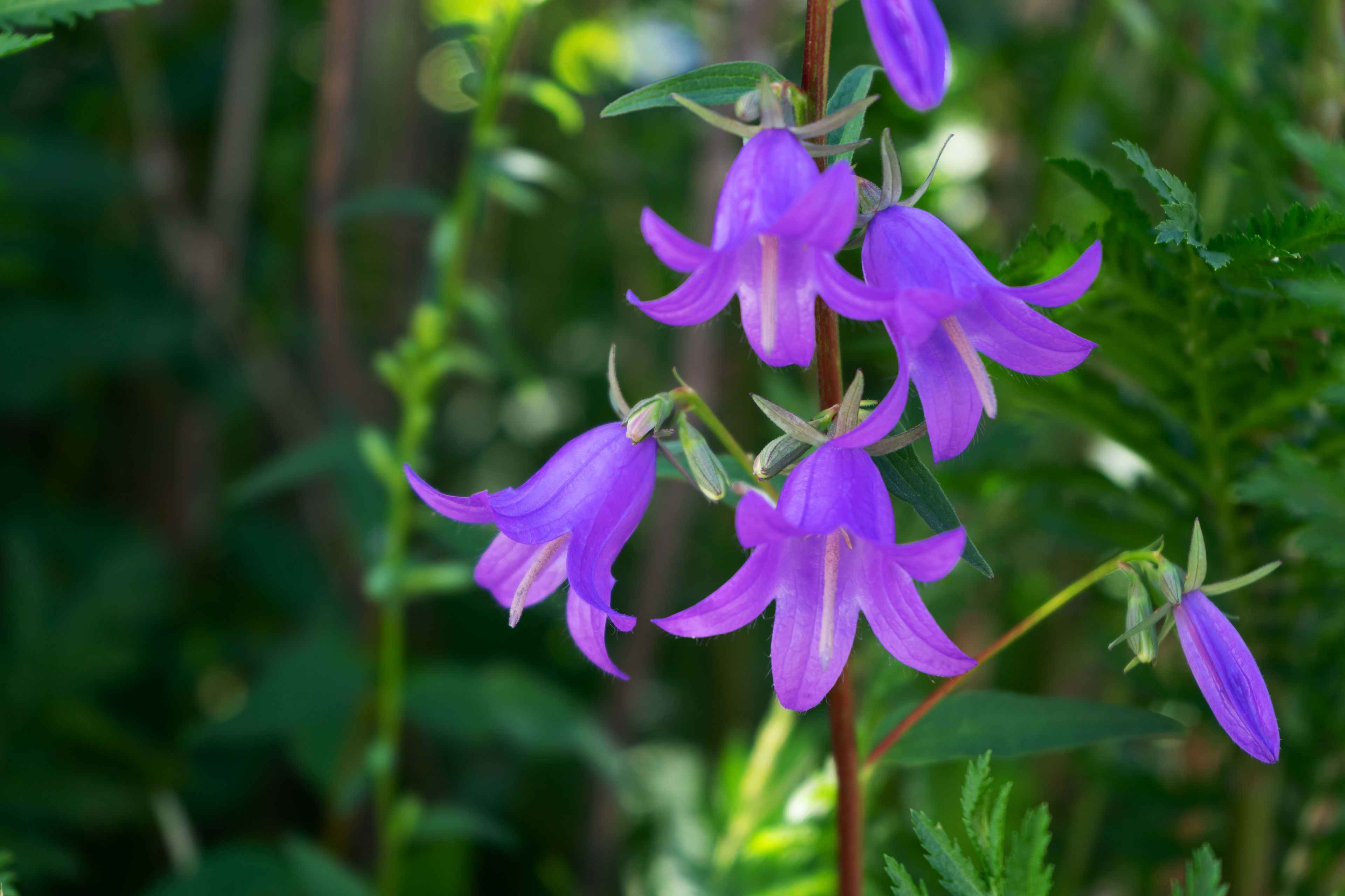 15 Common Garden Weeds (With Pictures) - Dengarden