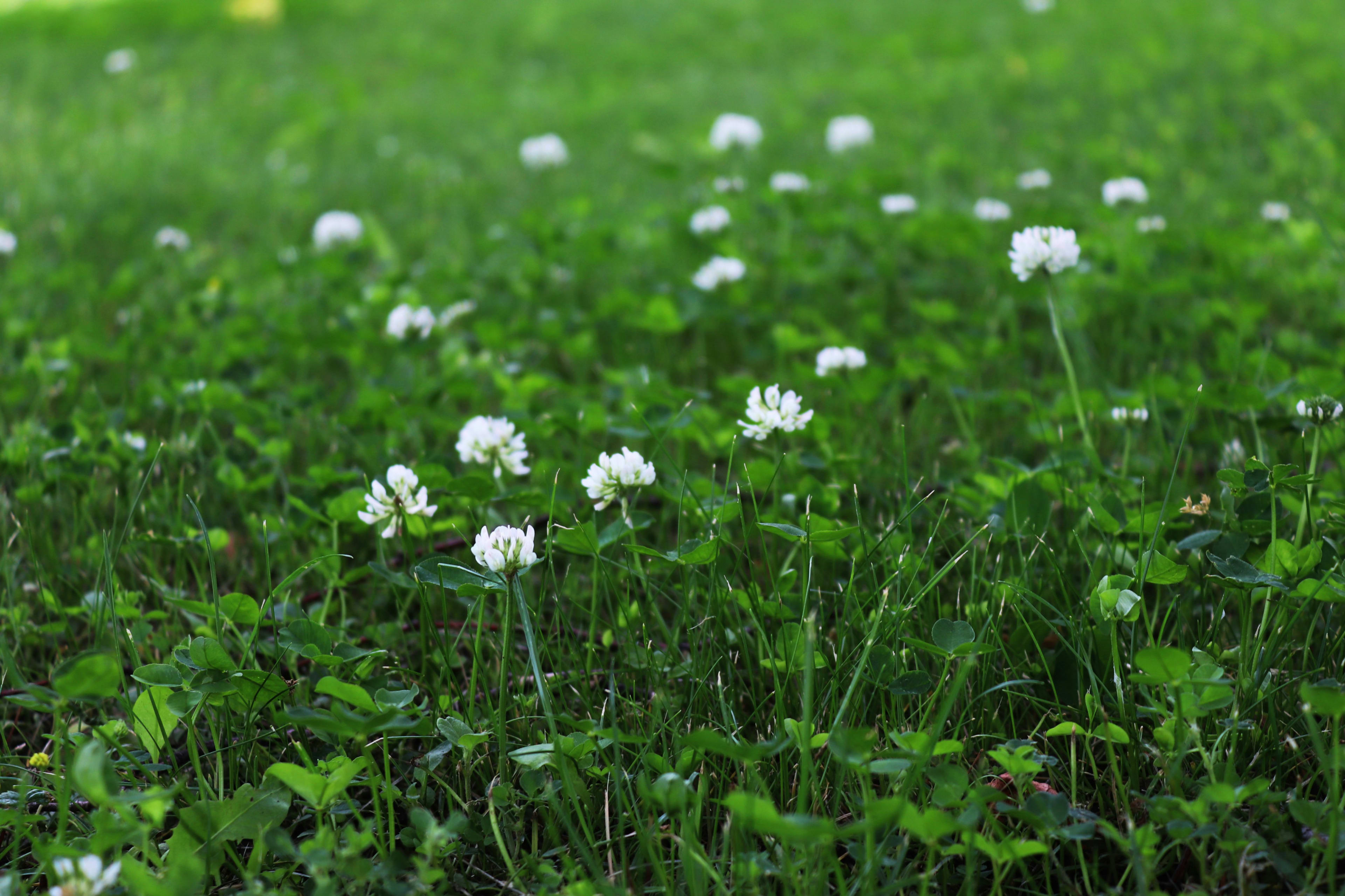 The Benefits of Clover Lawns Are Infinite - Dengarden