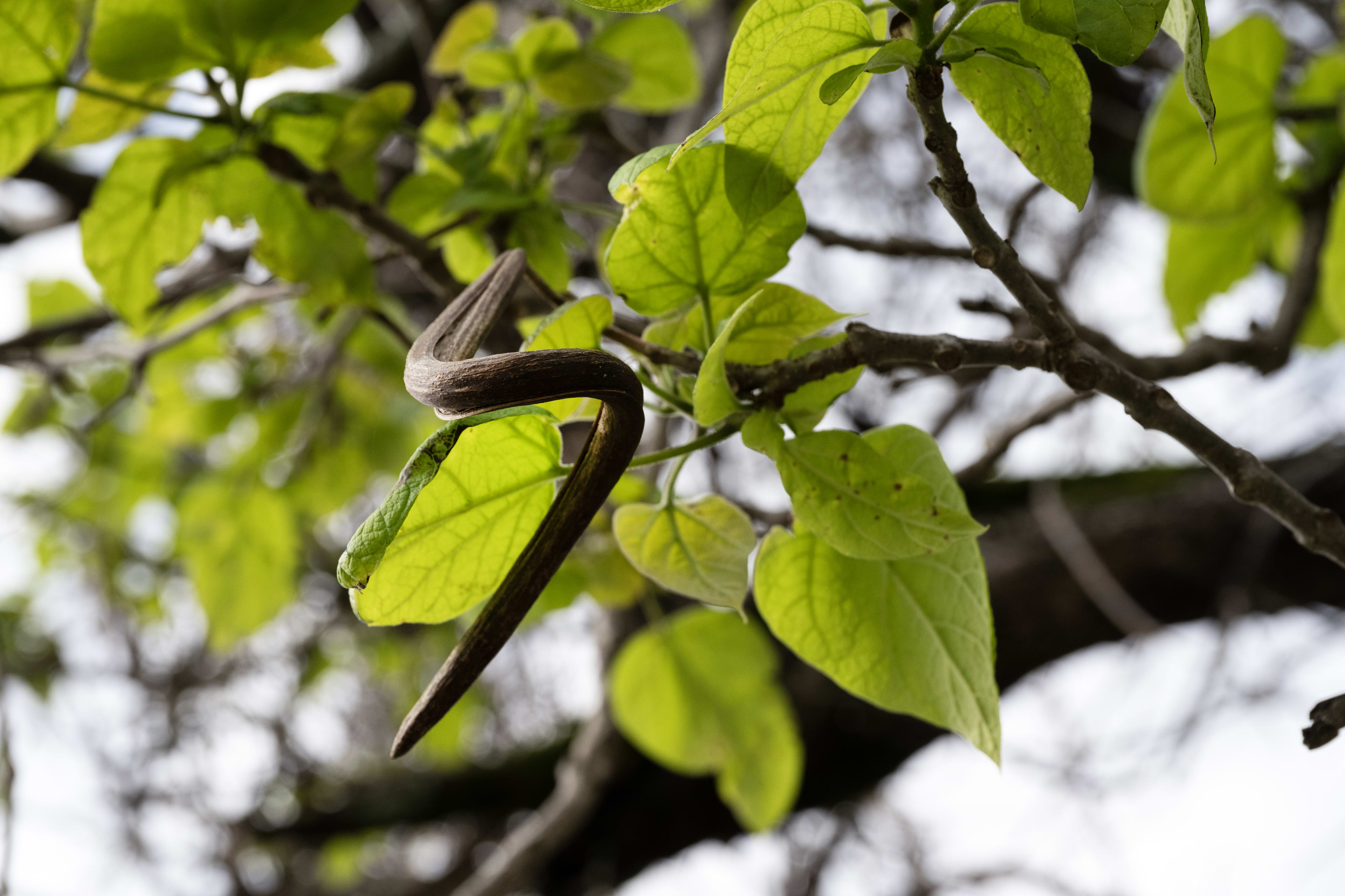 How To Grow and Care For Catalpa Trees - Dengarden