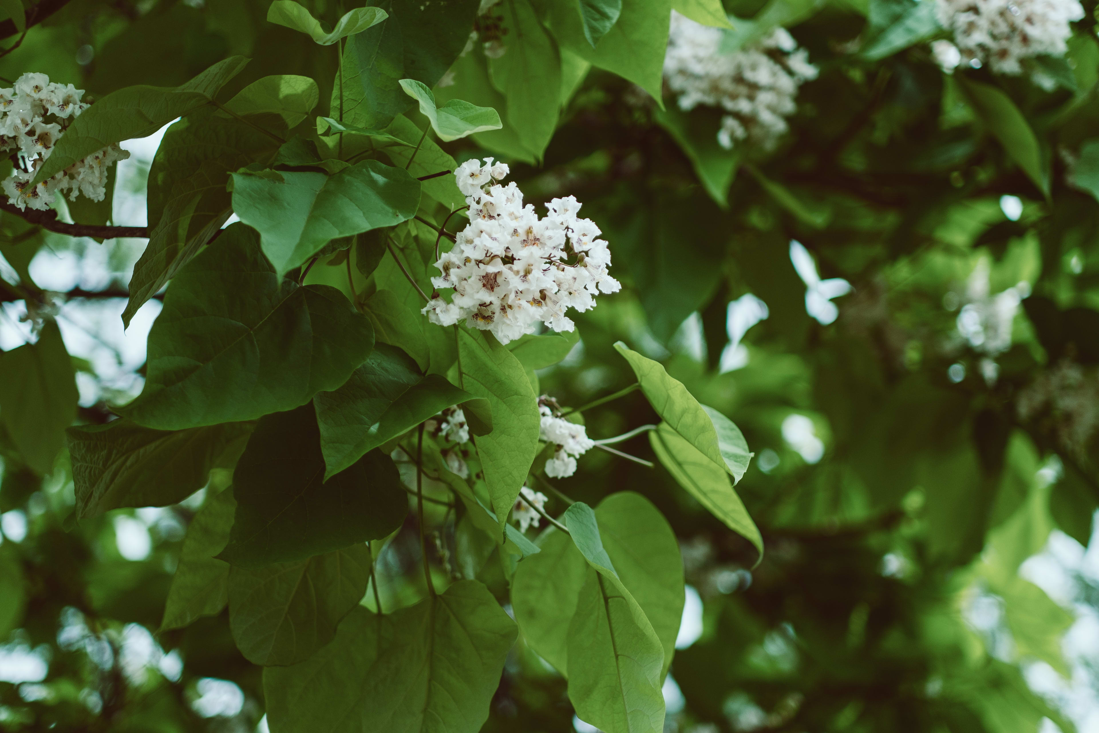 How To Grow and Care For Catalpa Trees - Dengarden