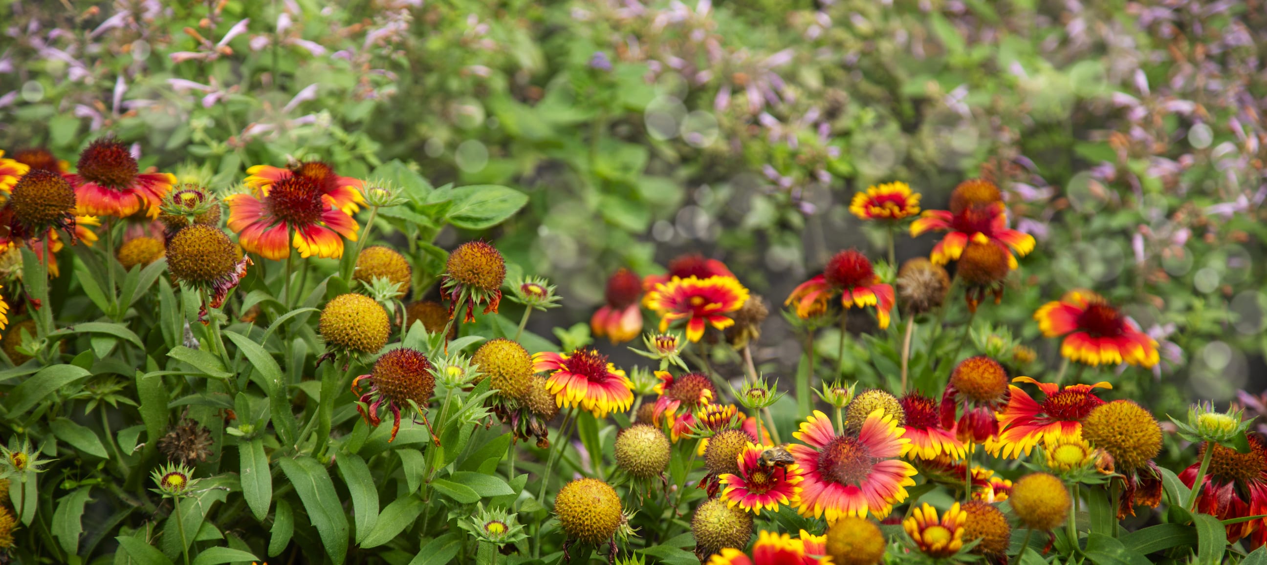 Best Border Flowers: 10 Options for the Edge of Your Garden - Dengarden