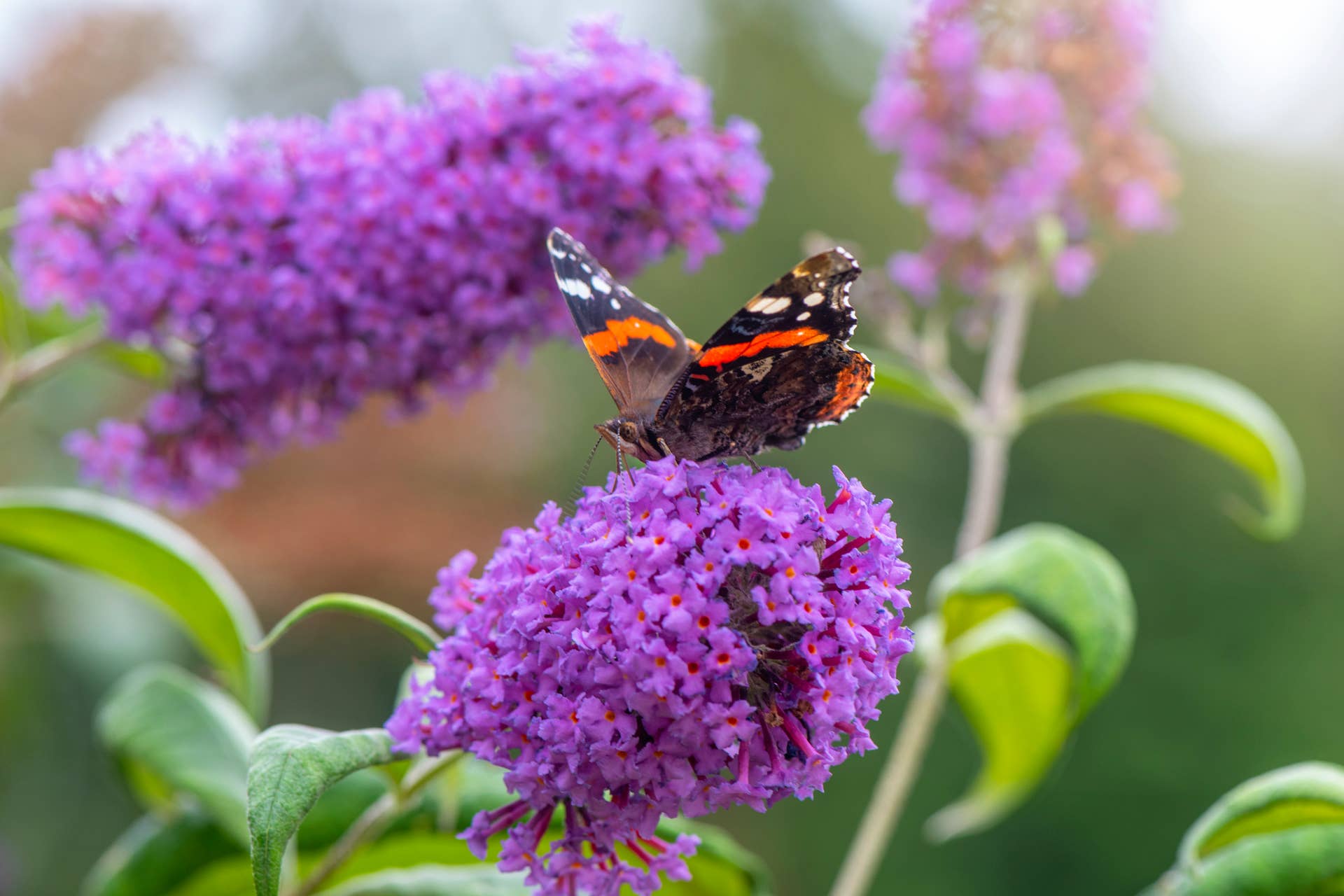 Best Border Flowers: 10 Options for the Edge of Your Garden - Dengarden