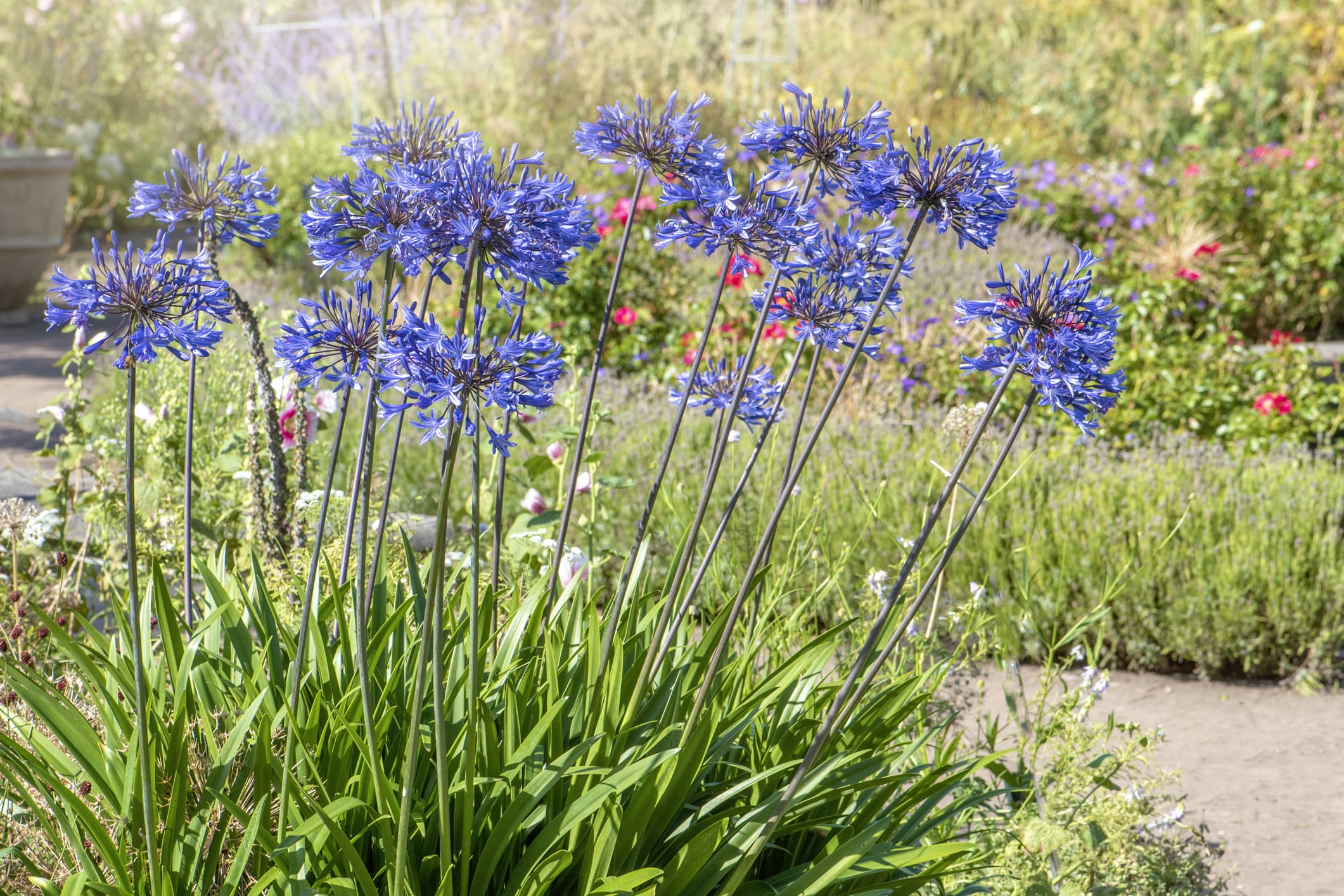Best Border Flowers: 10 Options for the Edge of Your Garden - Dengarden