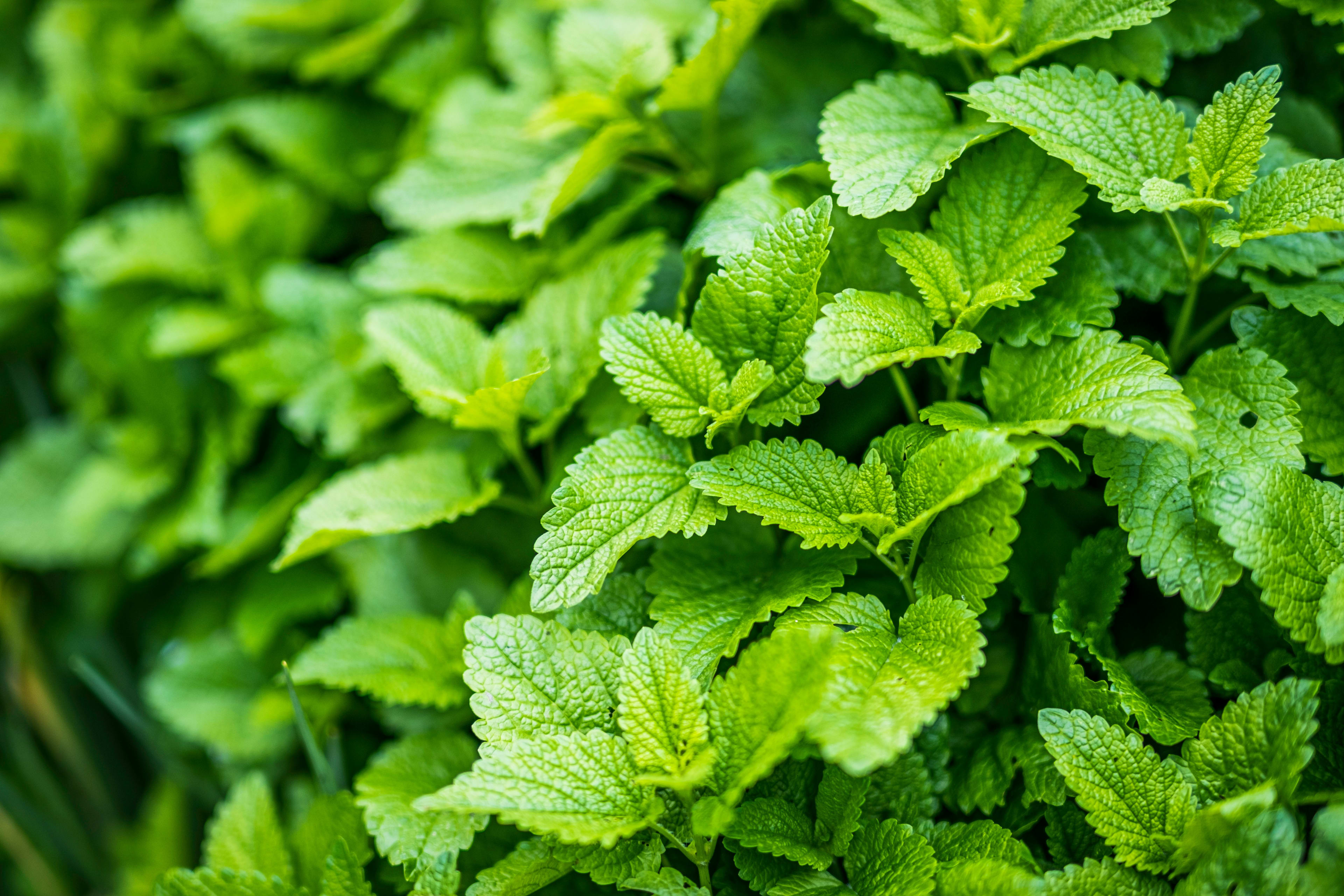 Lemon Balm Plant Care: Everything You Need to Know - Dengarden