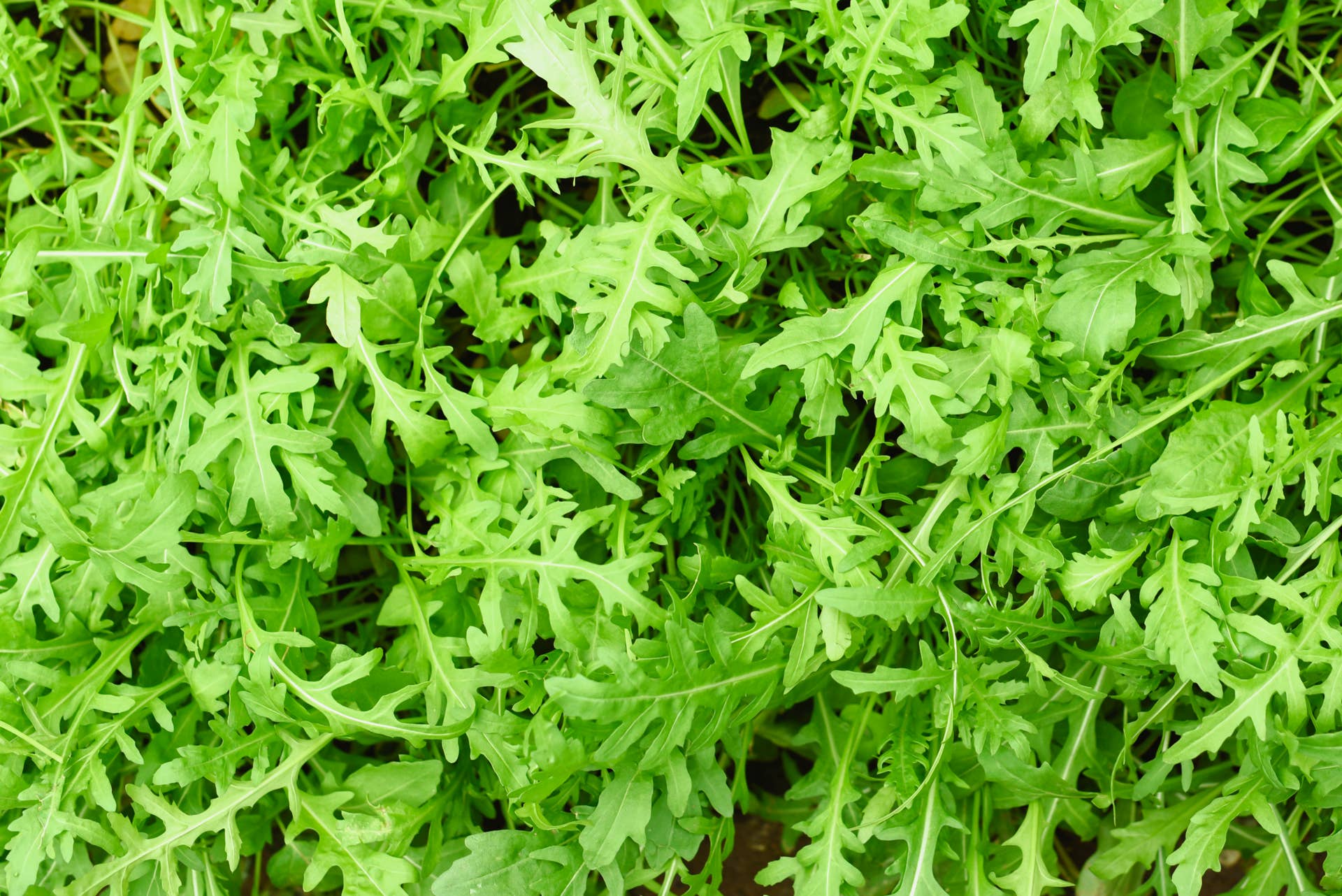 What to Plant In July: Flowers and Vegetables - Dengarden