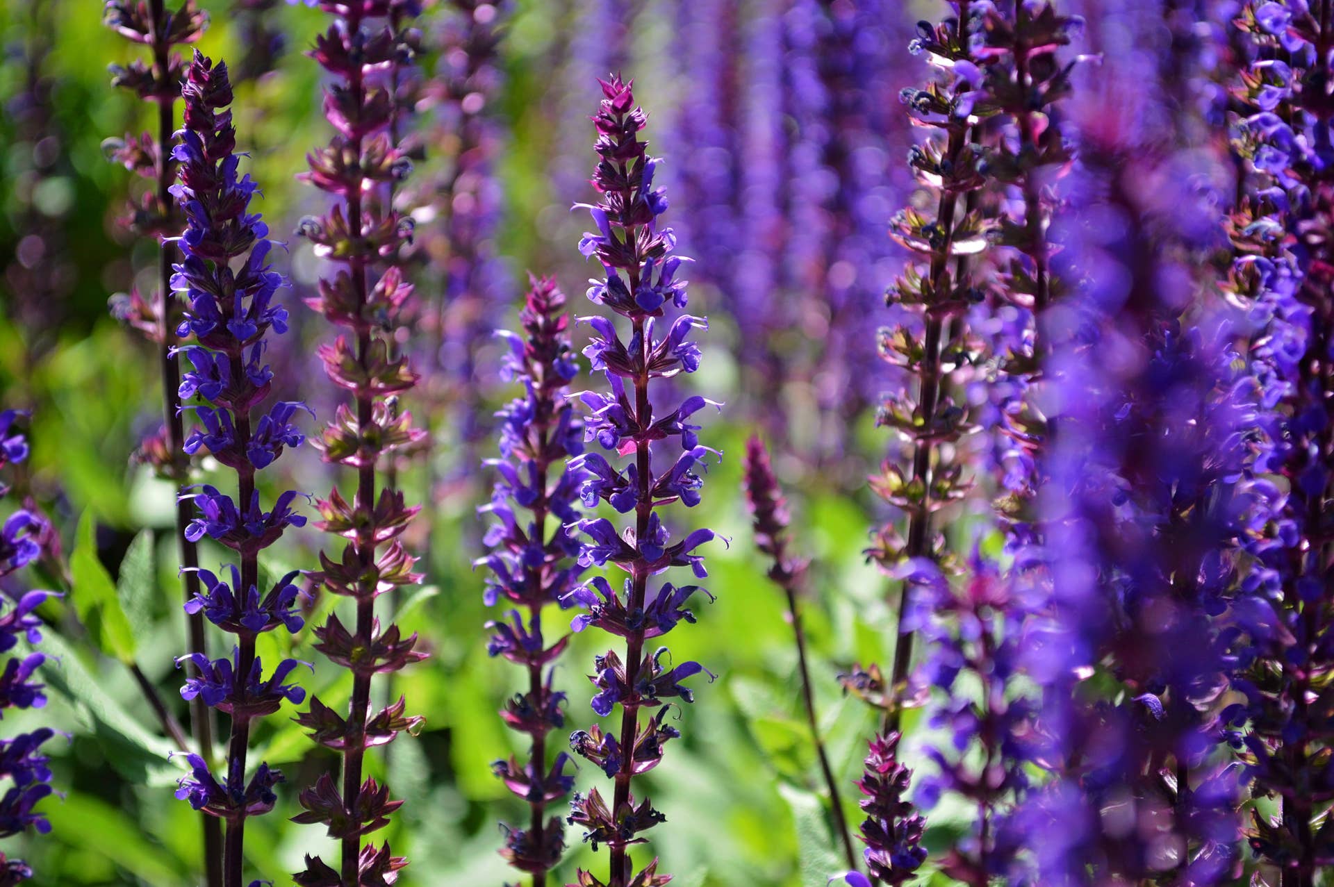 How To Grow and Care For Salvia - Dengarden