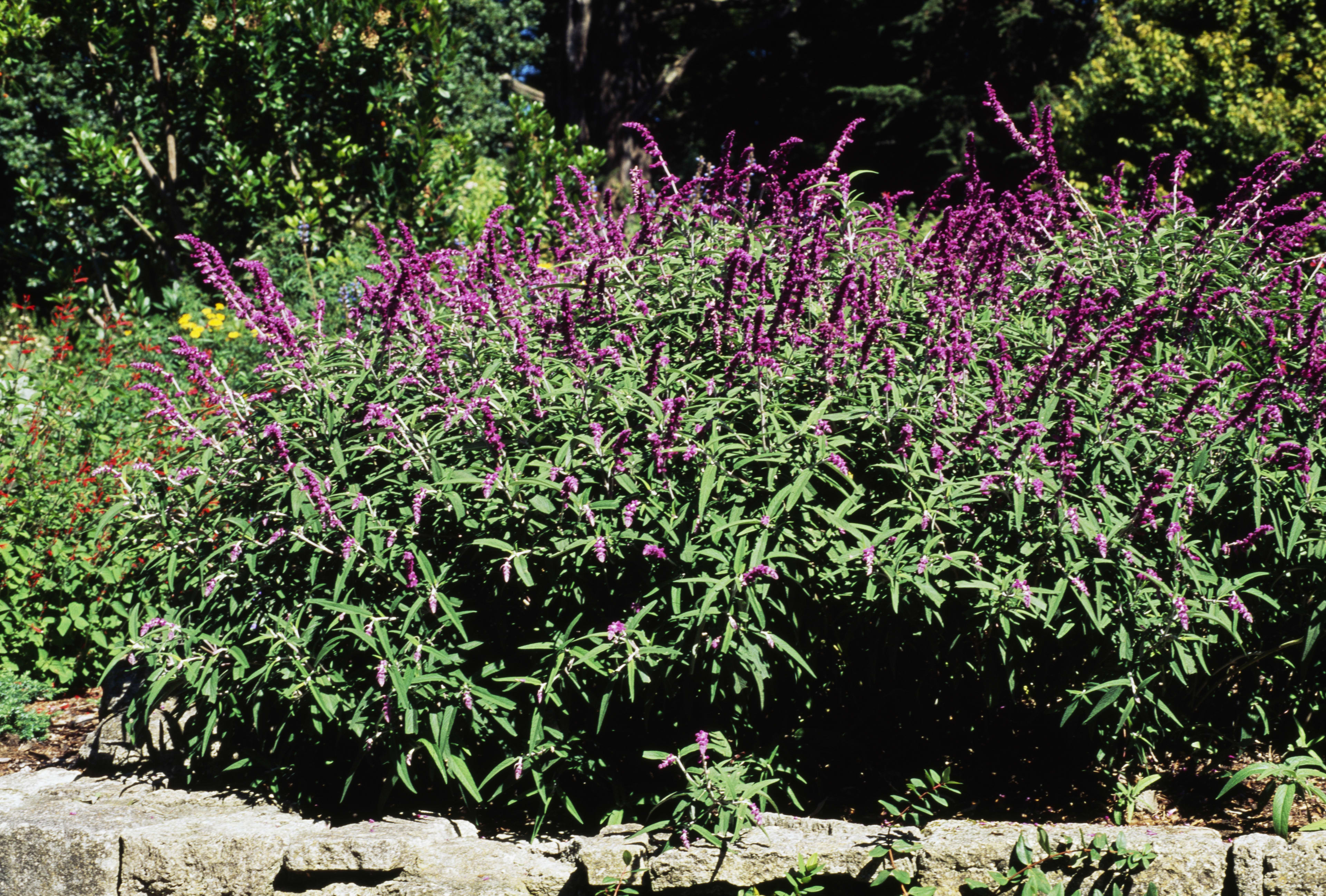 How To Grow and Care For Salvia - Dengarden