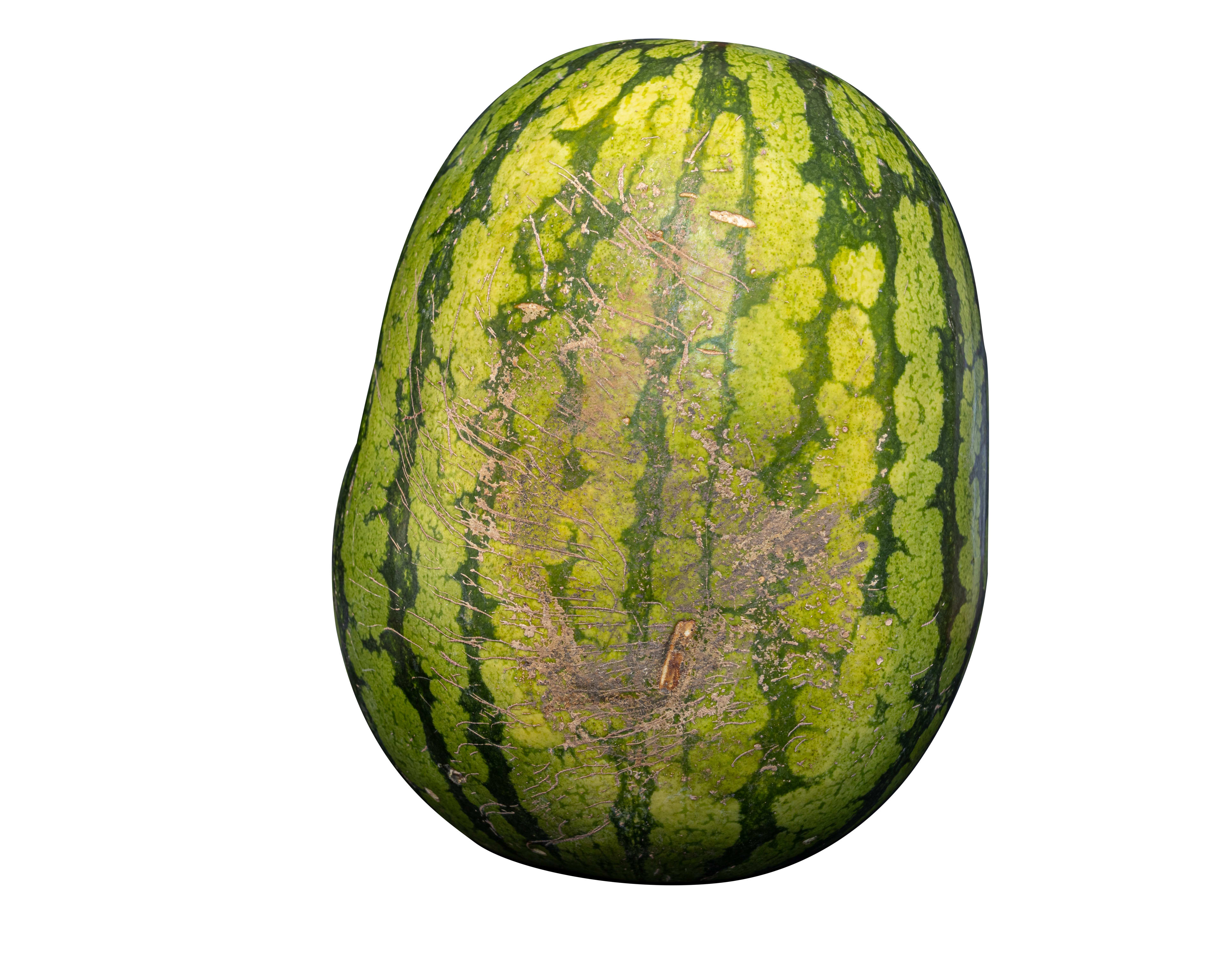 The Watermelon Webbing Trick: Is There Any Truth To It? - Dengarden