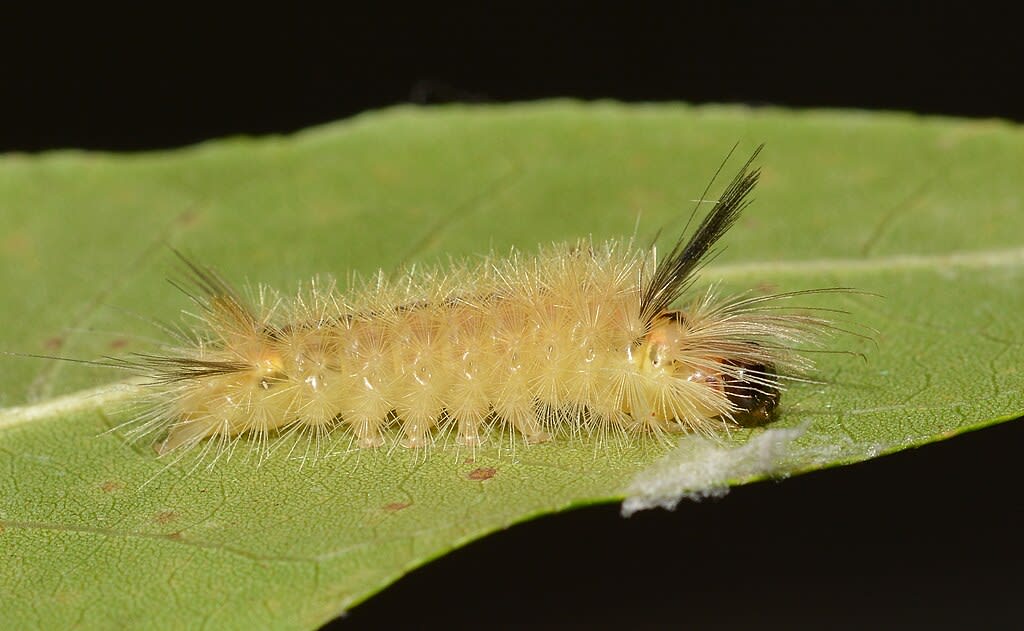 Caterpillars on Oak Trees: Identification Guide With Photos - Dengarden