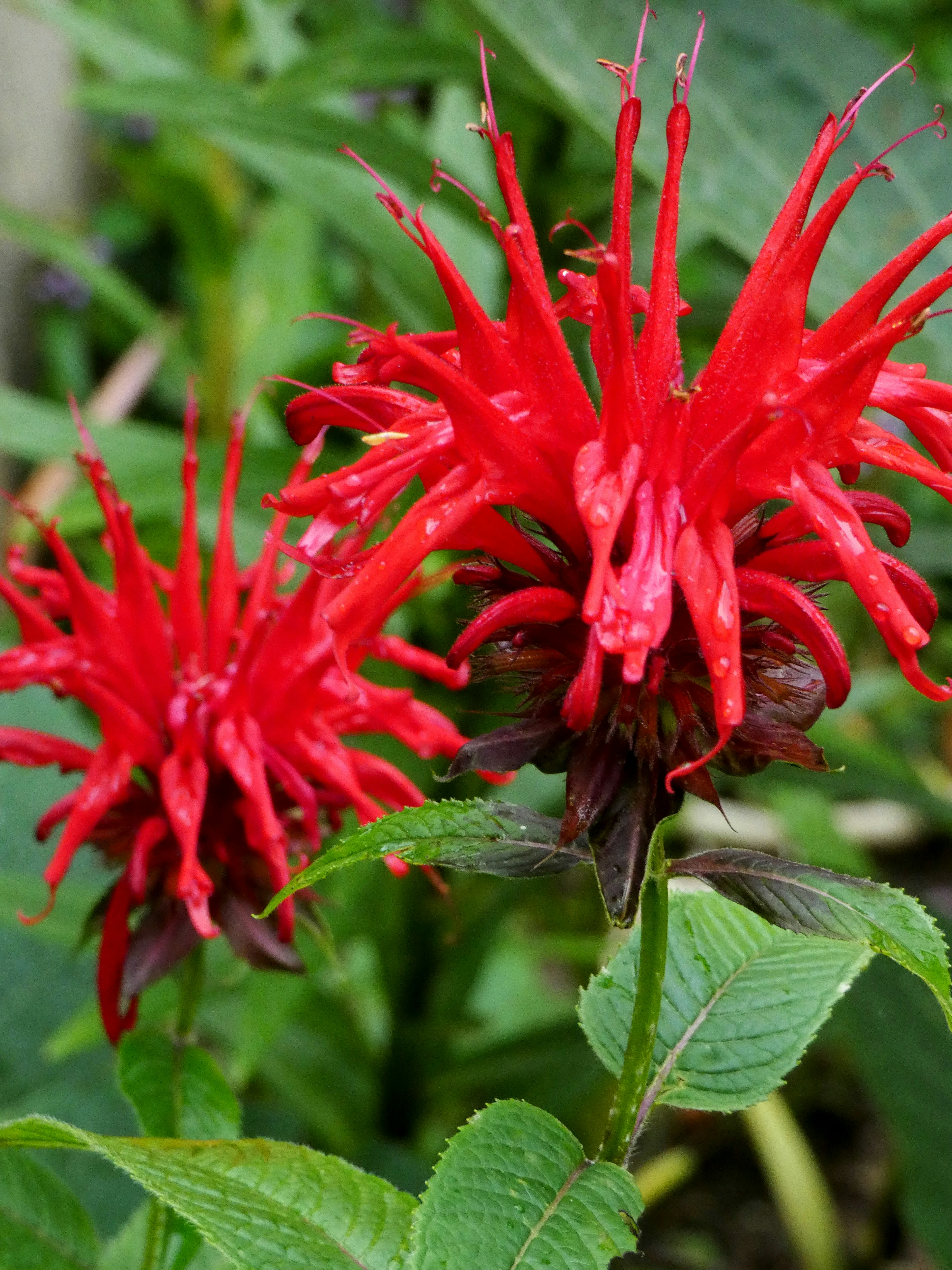 How To Grow And Care For Bee Balm - Dengarden