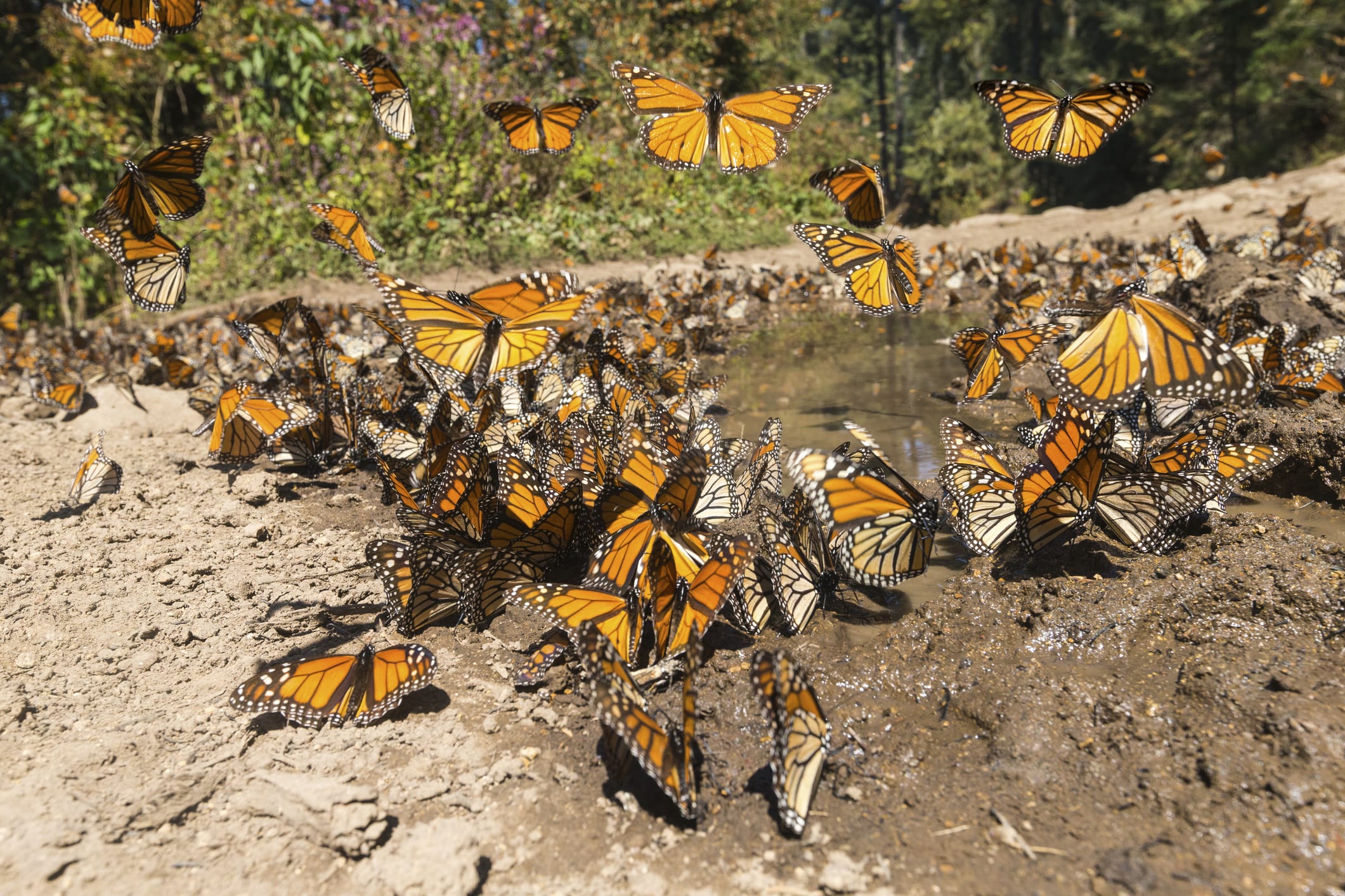 What is a Butterfly Puddler & How to Make One - Dengarden