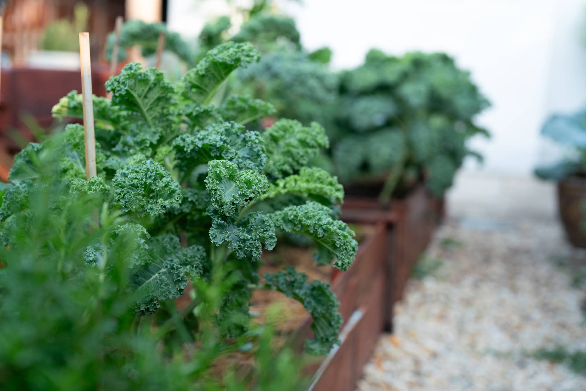 How to Plant and Grow Kale - Dengarden