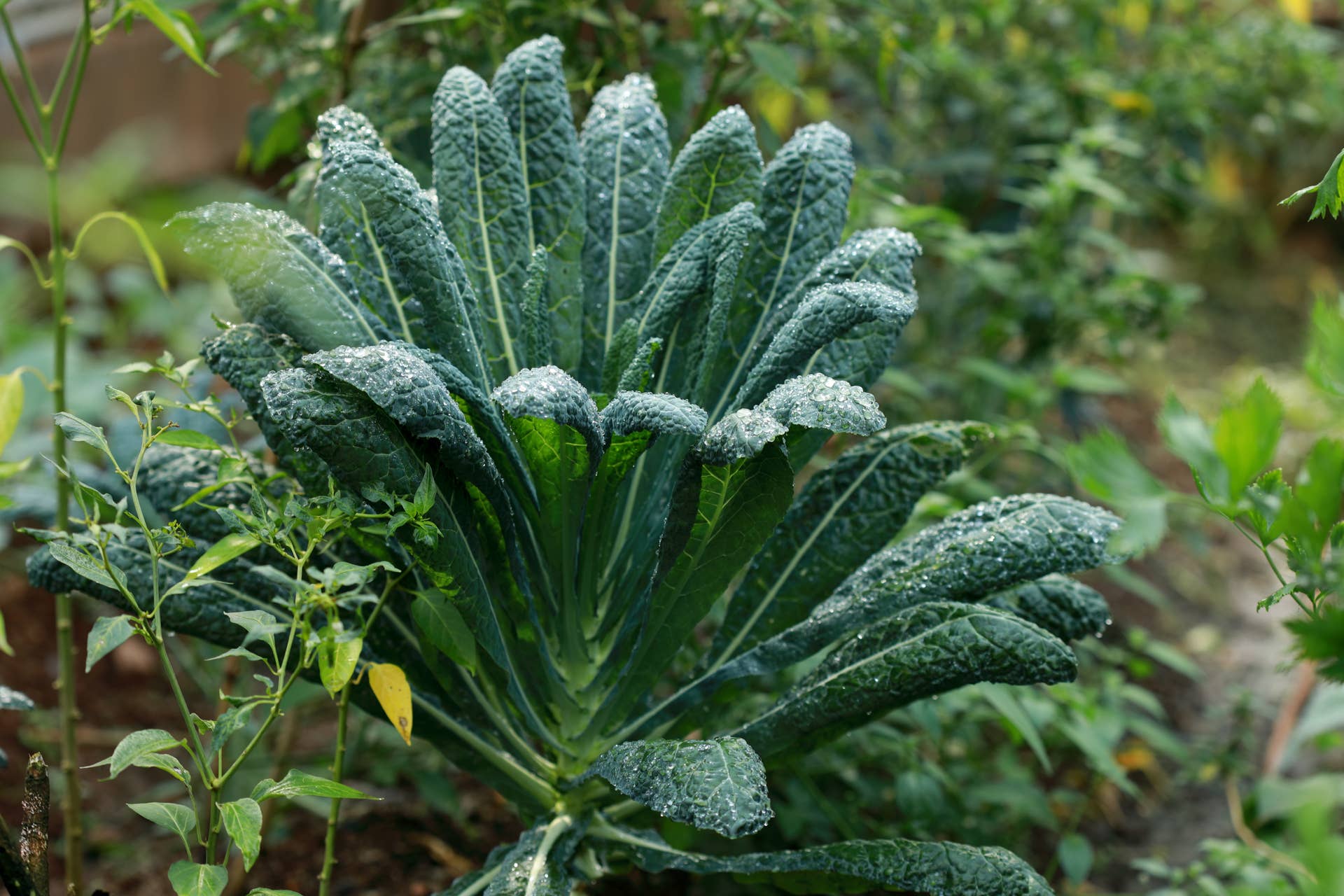 How to Plant and Grow Kale - Dengarden