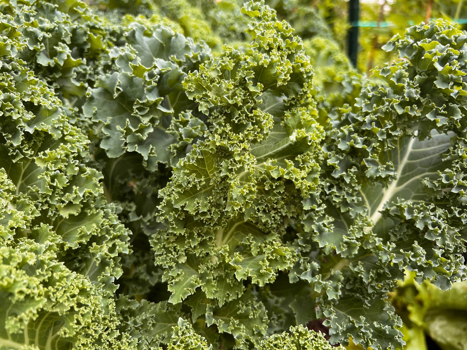 How to Plant and Grow Kale - Dengarden