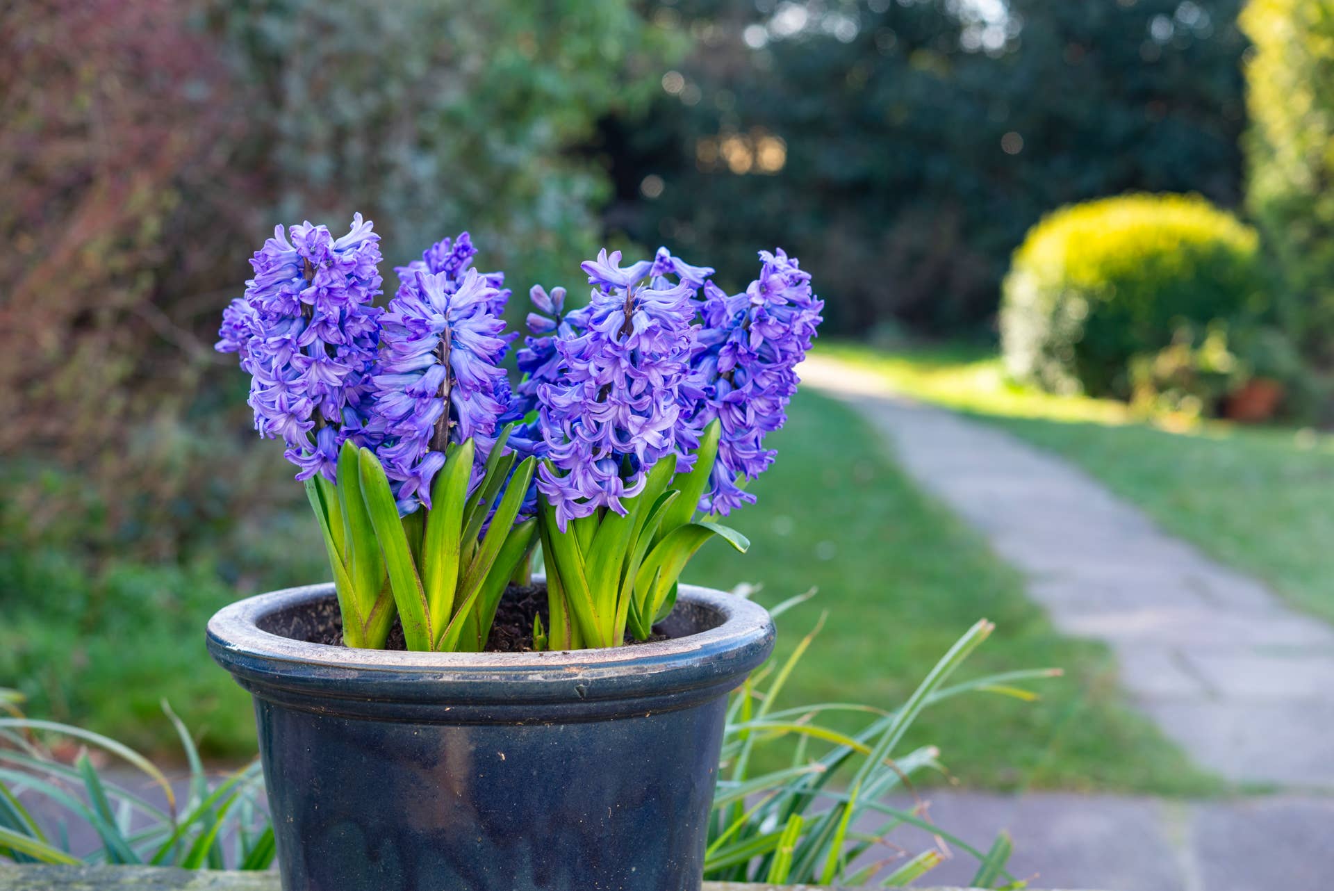 Things to Plant in November for a Beautiful Spring Garden - Dengarden