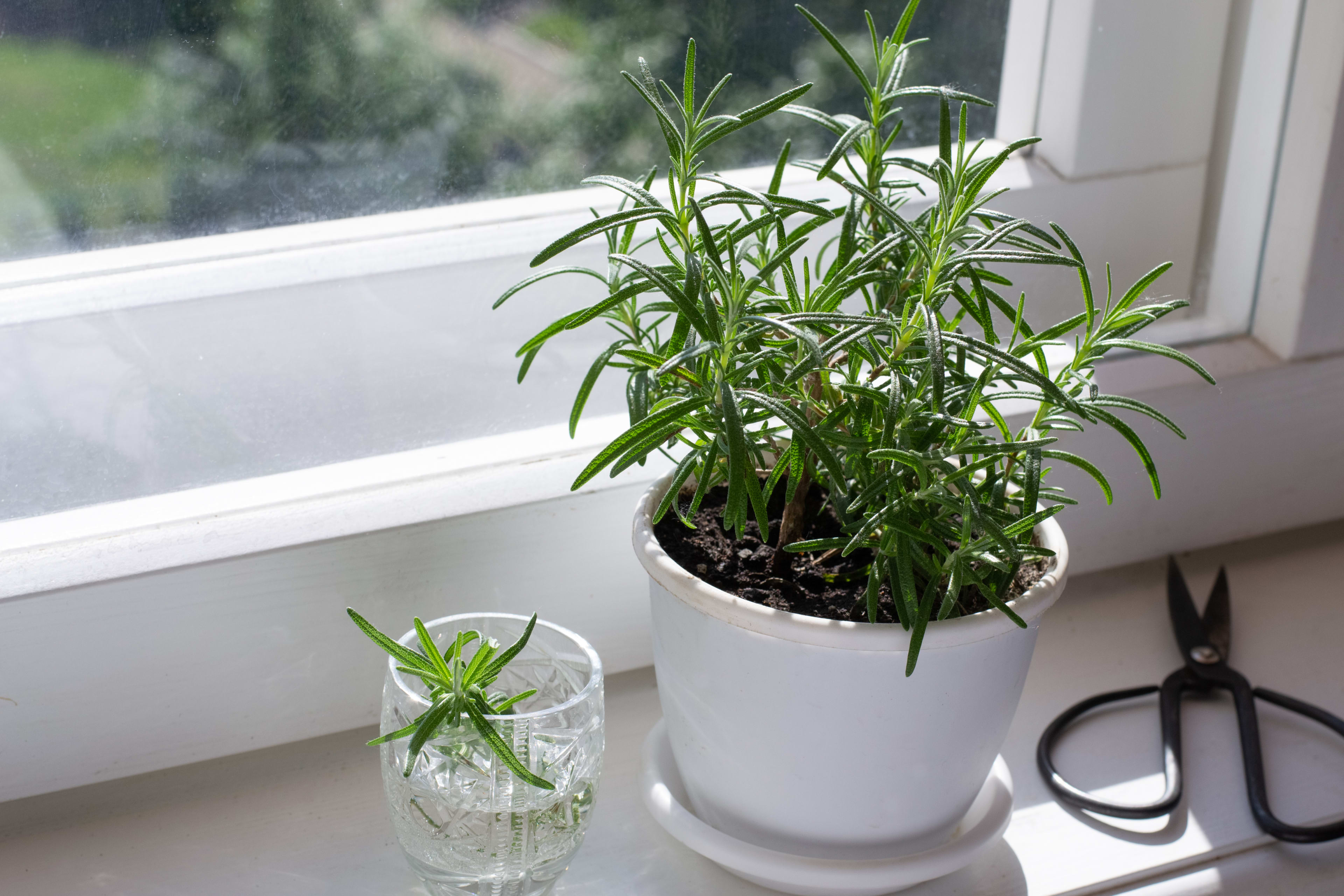 12 Best Herbs to Grow Indoors This Winter - Dengarden