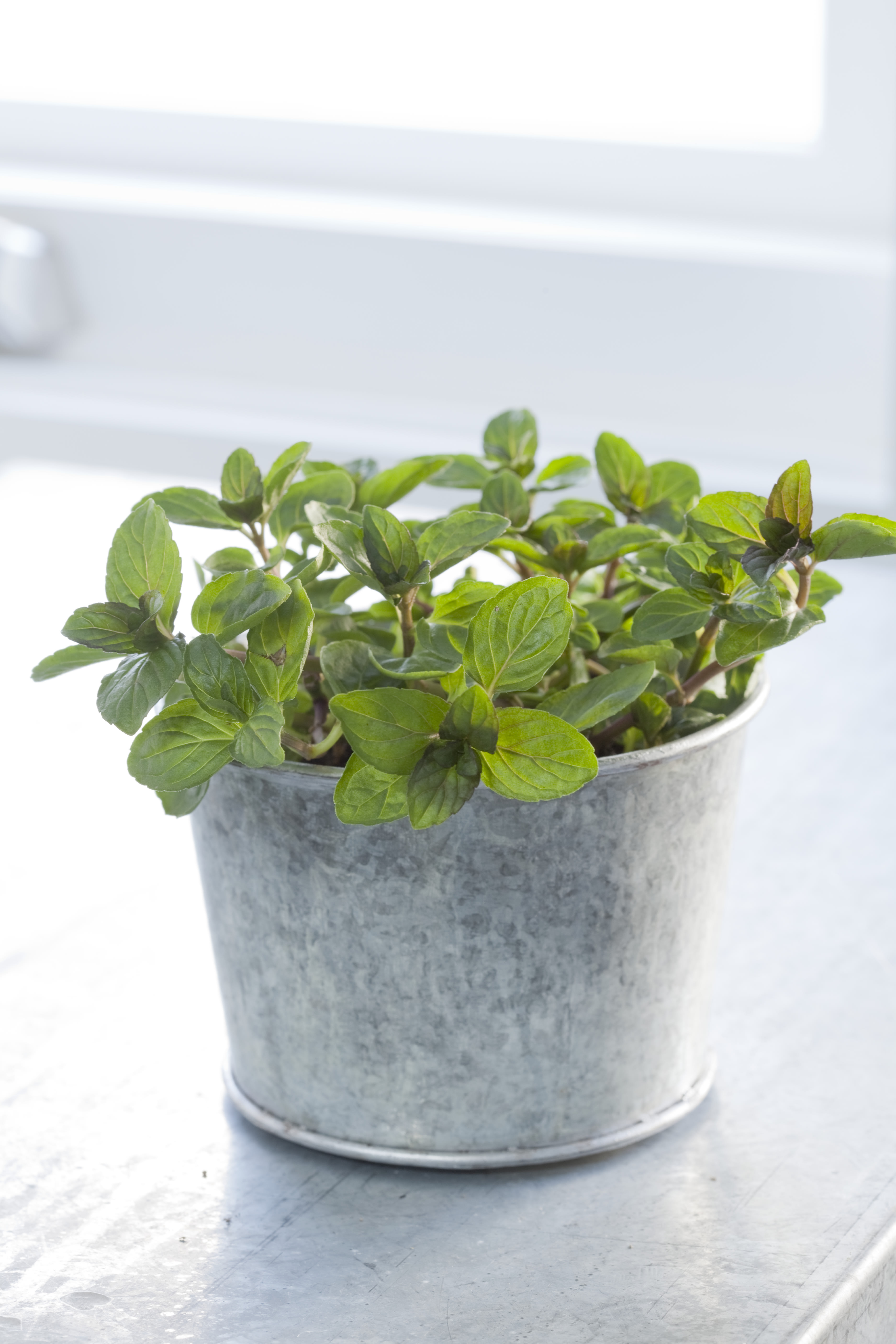 12 Best Herbs to Grow Indoors This Winter - Dengarden