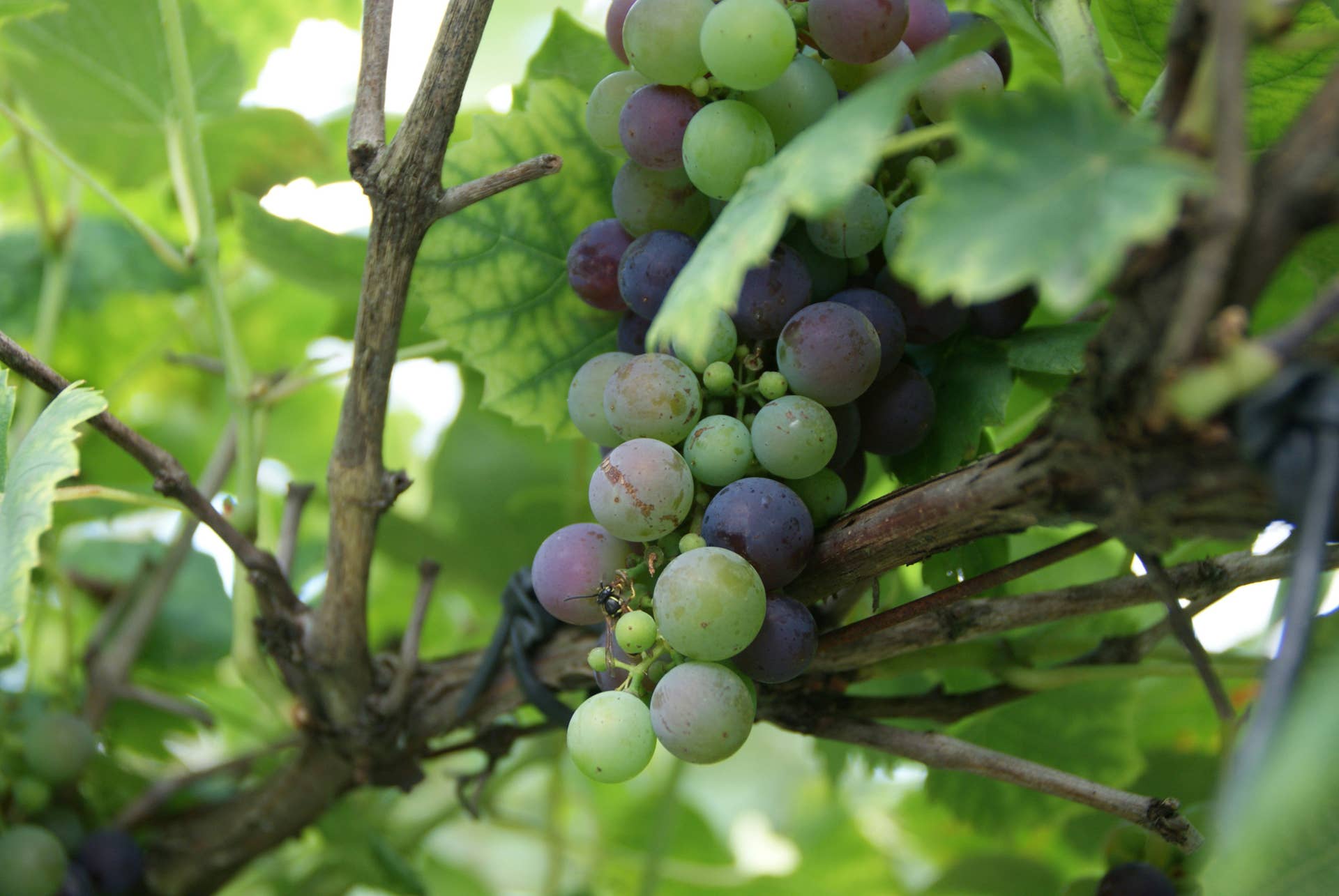 Christmas Plants to Gift and Decorate With this Season - Dengarden