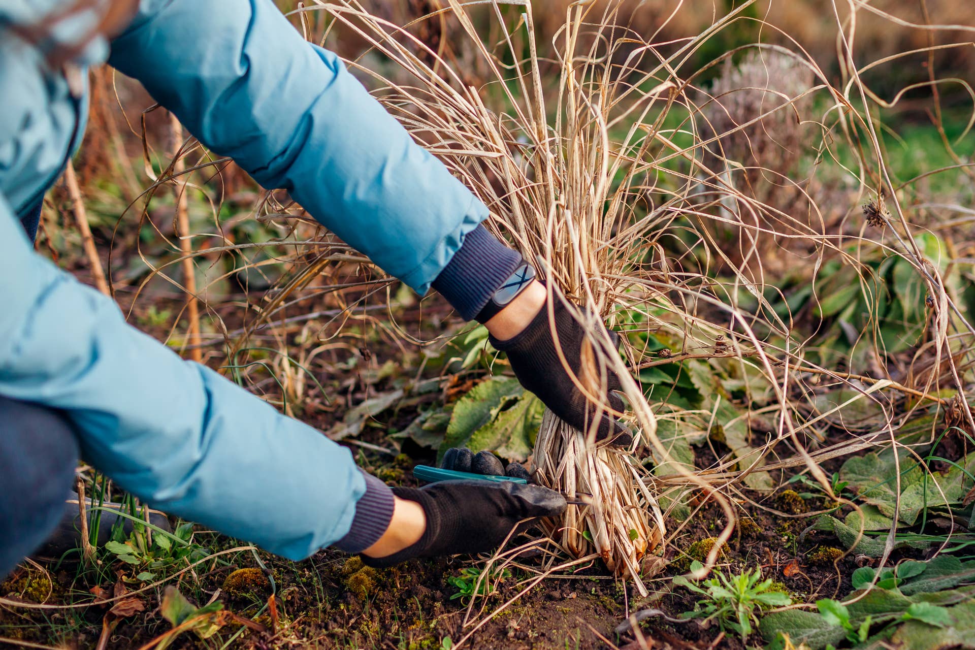 Why You Shouldn’t Cut Back Ornamental Grasses in the Fall - Dengarden