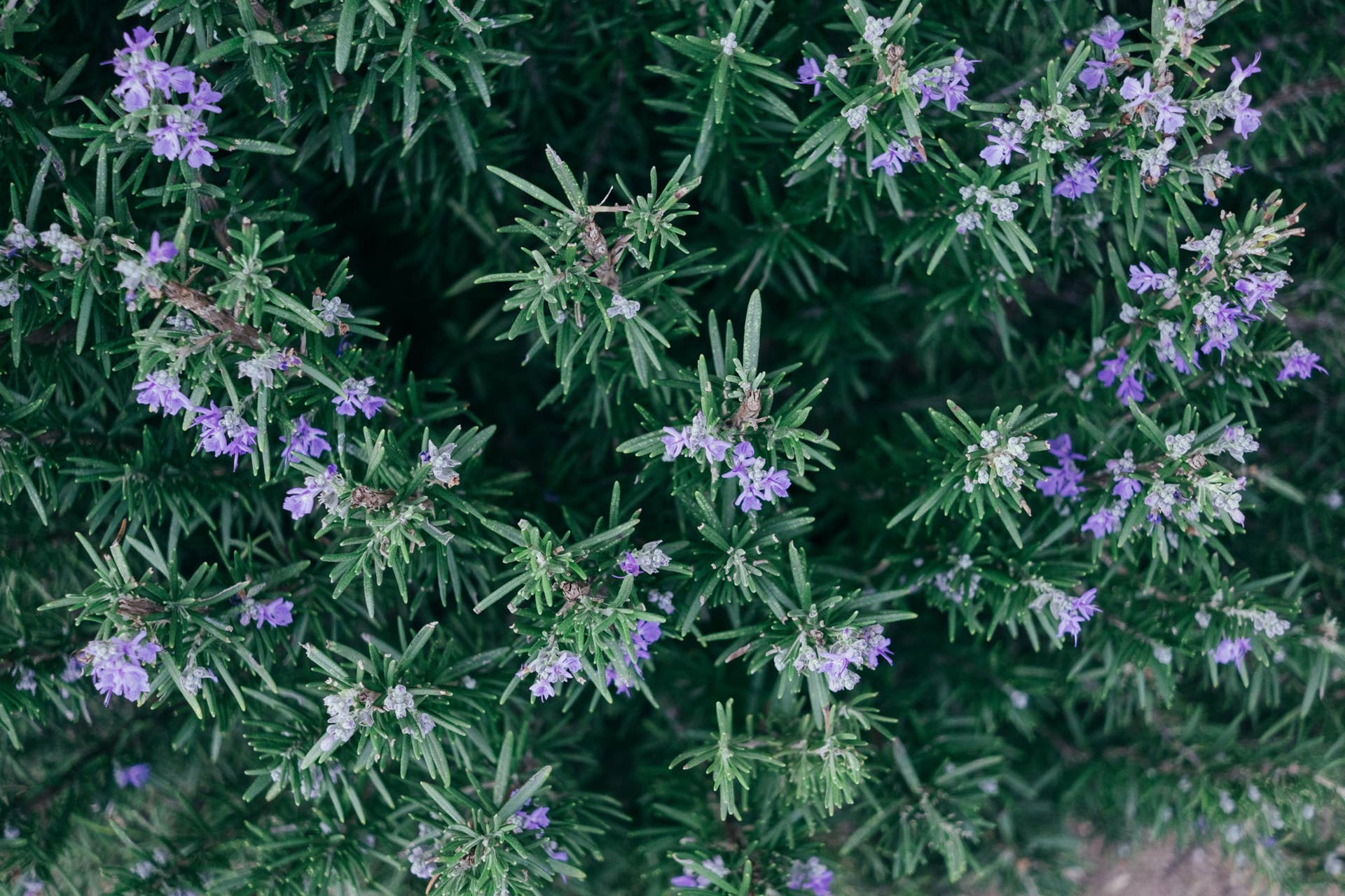 How To Grow Rosemary Indoors - Dengarden