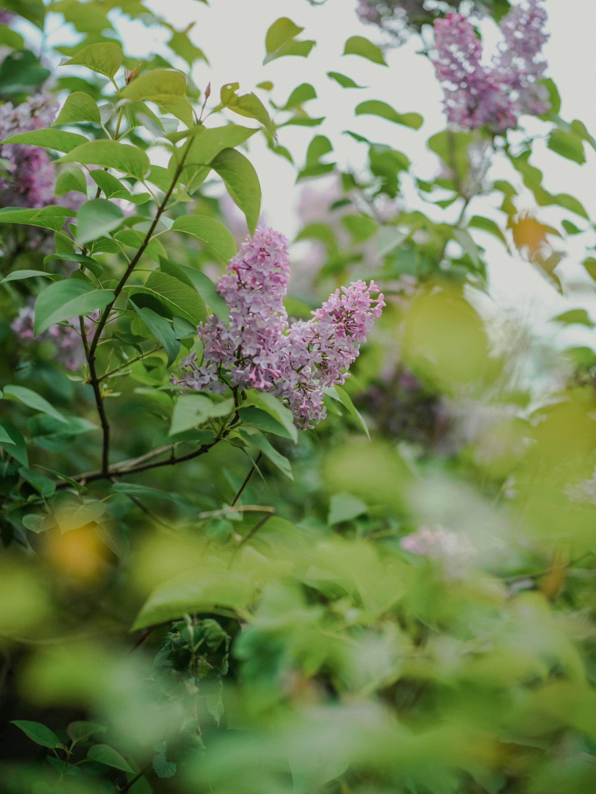 8 Plants You Should Never Cut Back In Winter, According to Garden Pros ...