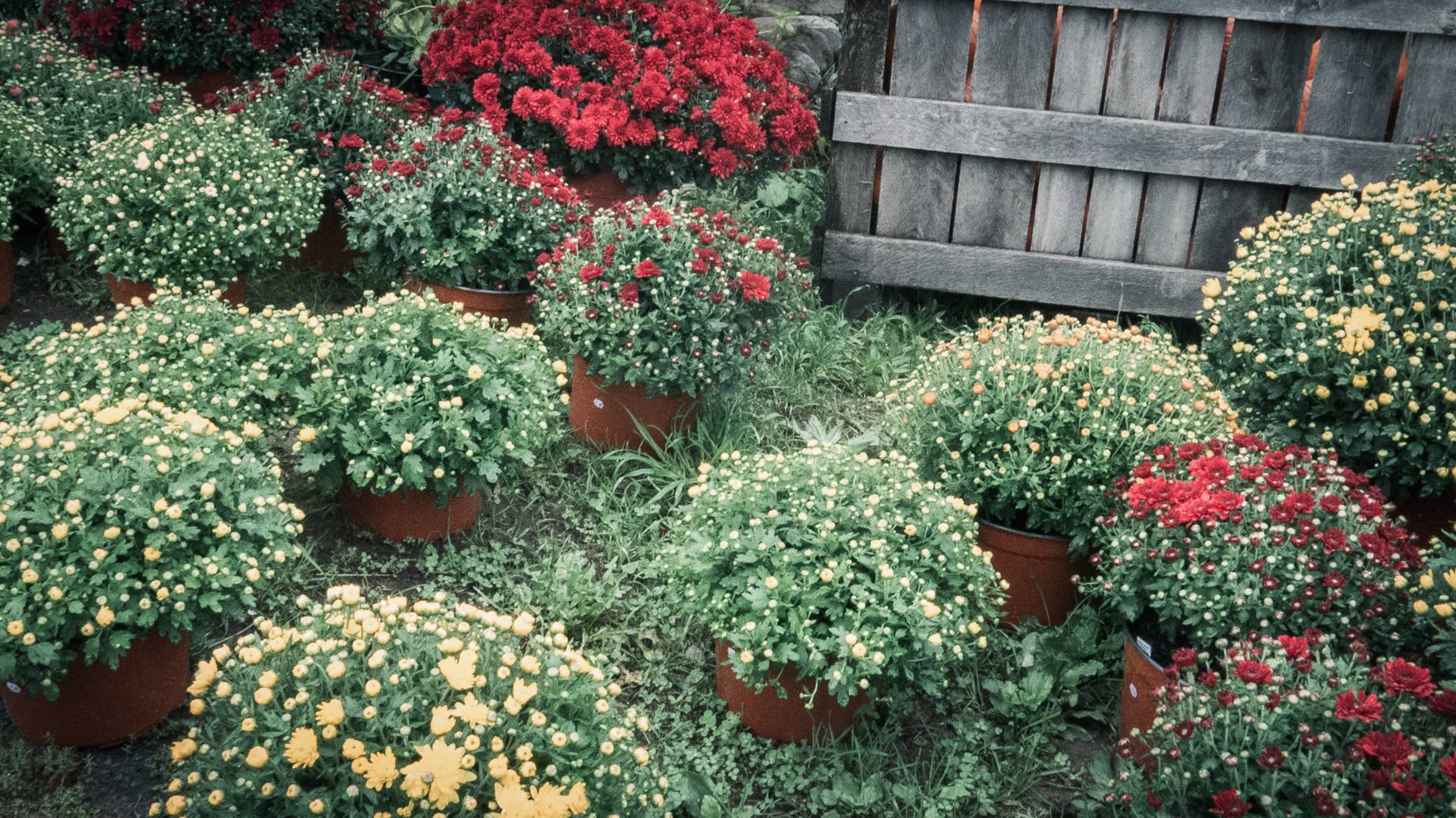 Interesting Info About Chrysanthemum Deer Resistant