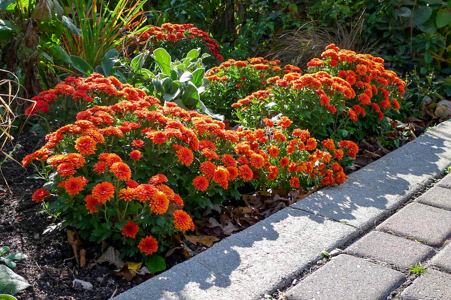 Postinteresting Info About Chrysanthemum Deer Resistant