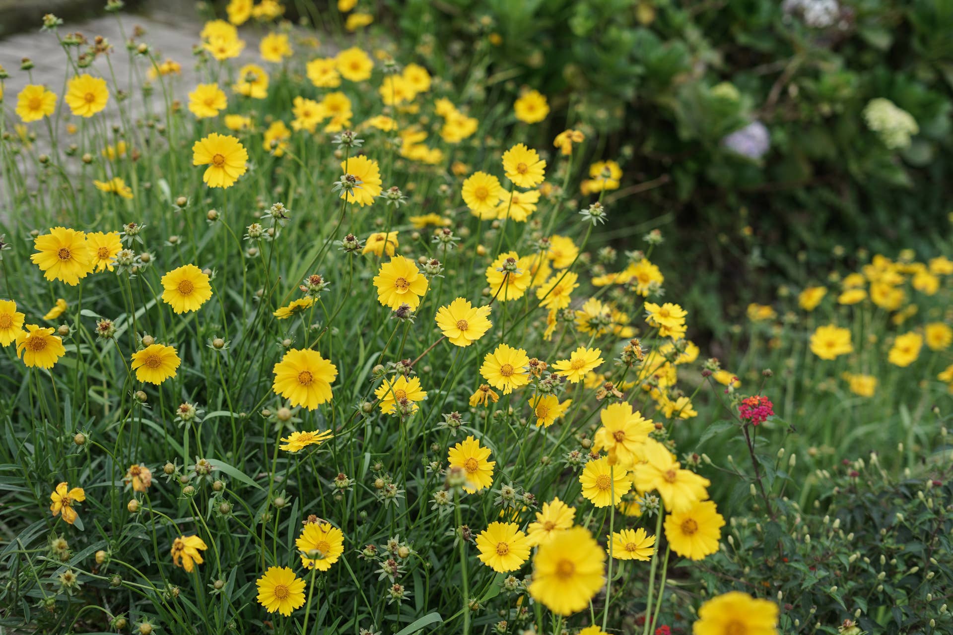 How to Propagate Chrysanthemums: A Step-by-Step Guide - Dengarden
