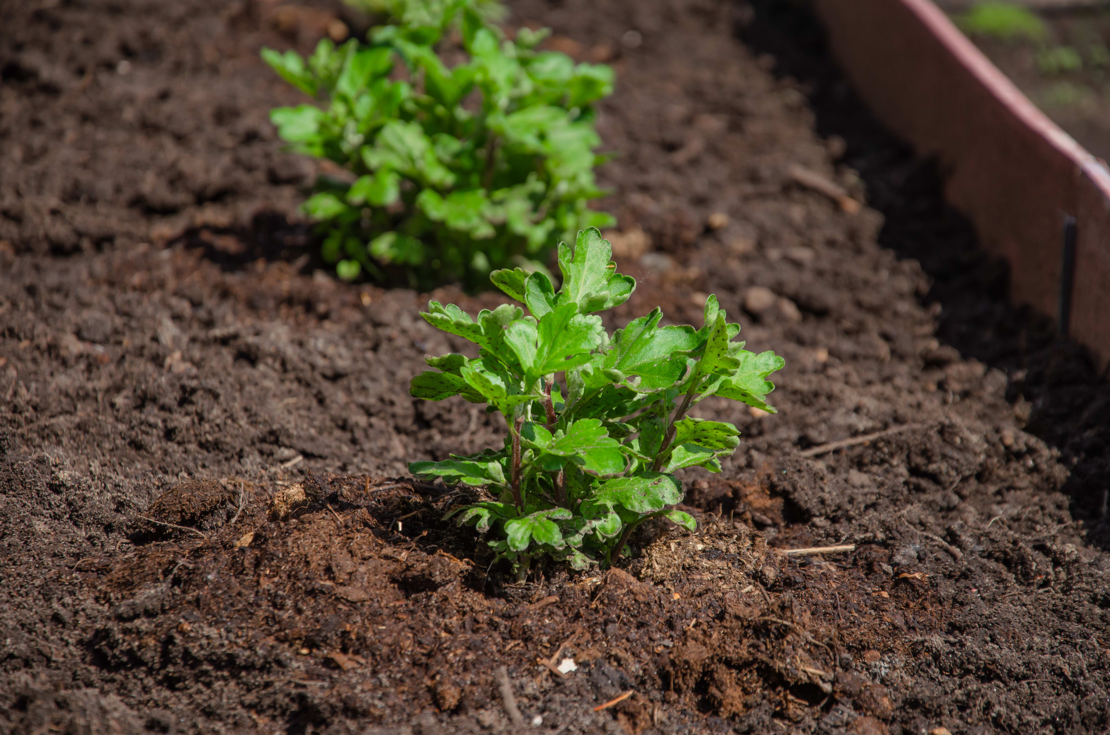 How to Propagate Chrysanthemums: A Step-by-Step Guide - Dengarden
