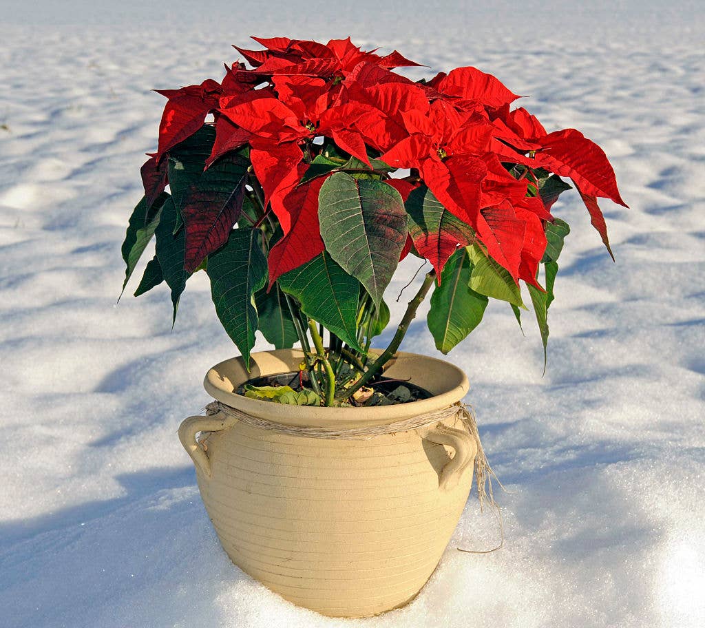 18 Winter Planter Ideas To Add Life to Your Outdoor Space - Dengarden