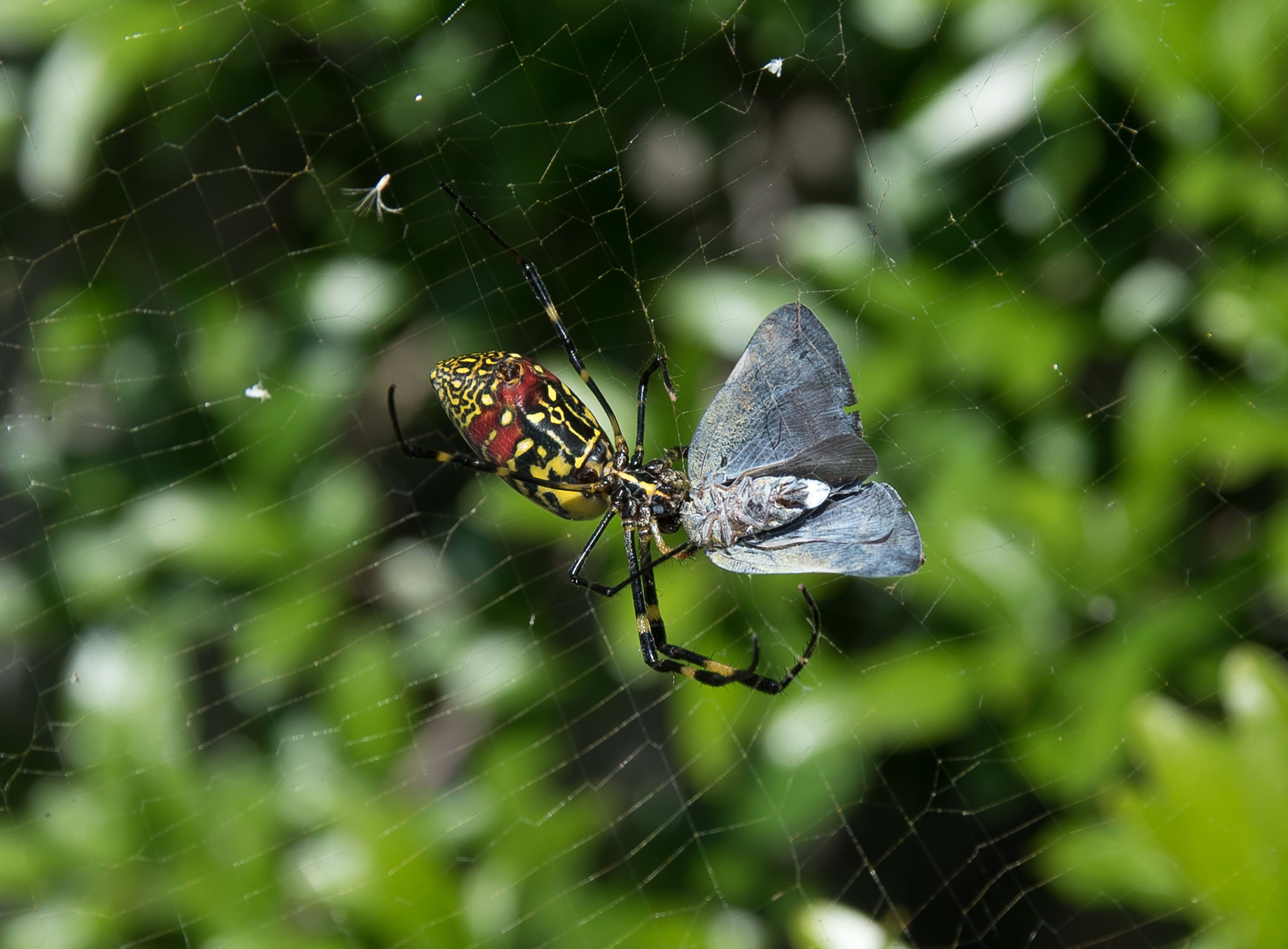 How to Keep Spiders Out of Your Home - Dengarden
