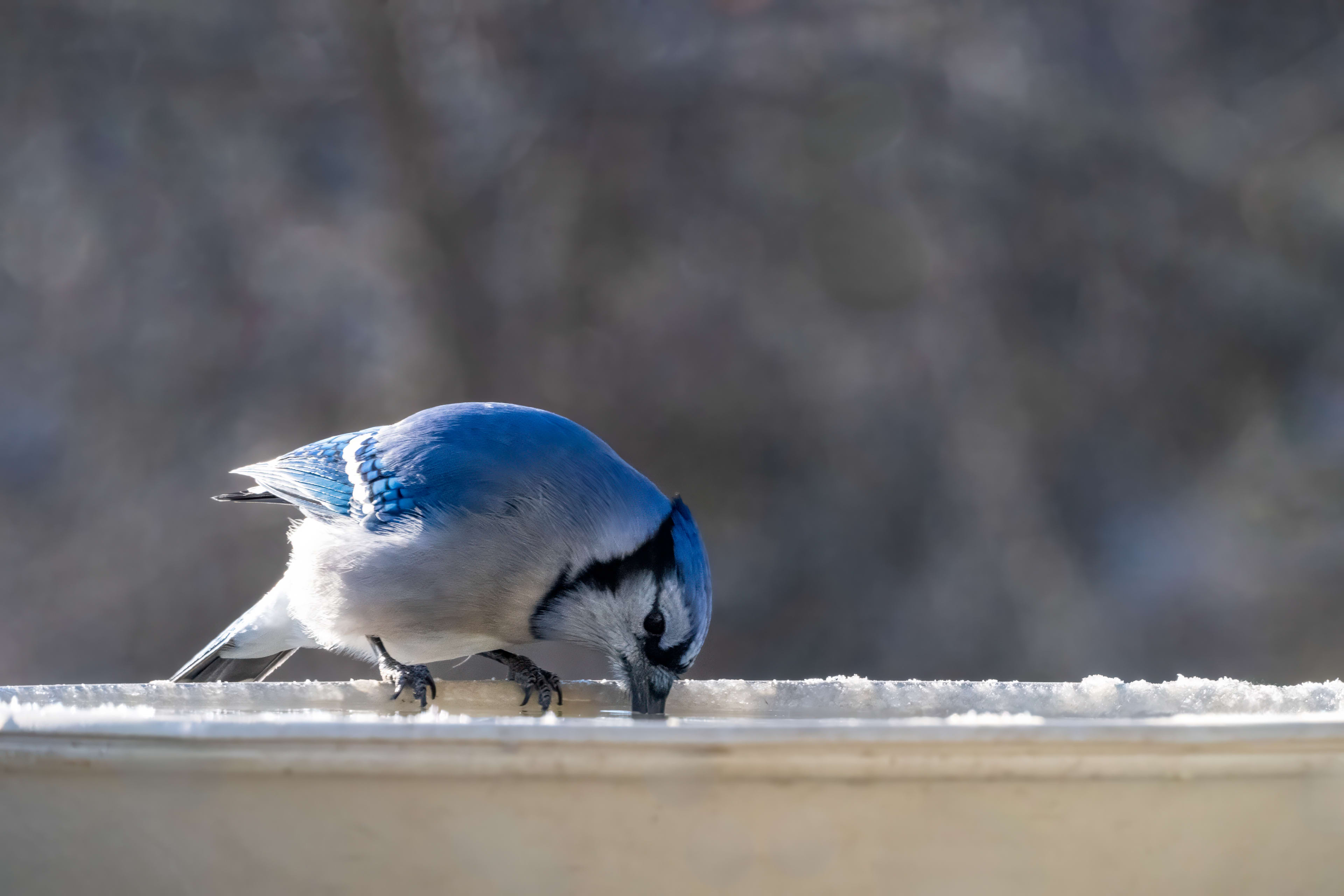 How to Keep Birds Visiting Your Garden all Winter Long - Dengarden