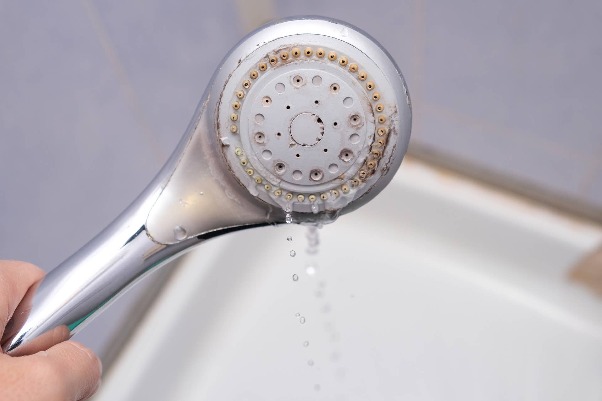 How to Descale a Shower Head—Without Harsh Chemicals - Dengarden