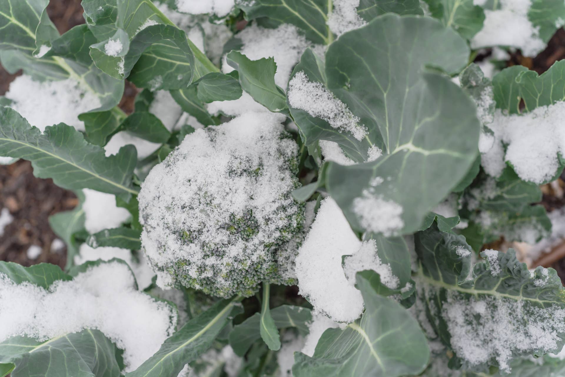 Things You Can Still Plant in December in Your Garden - Dengarden