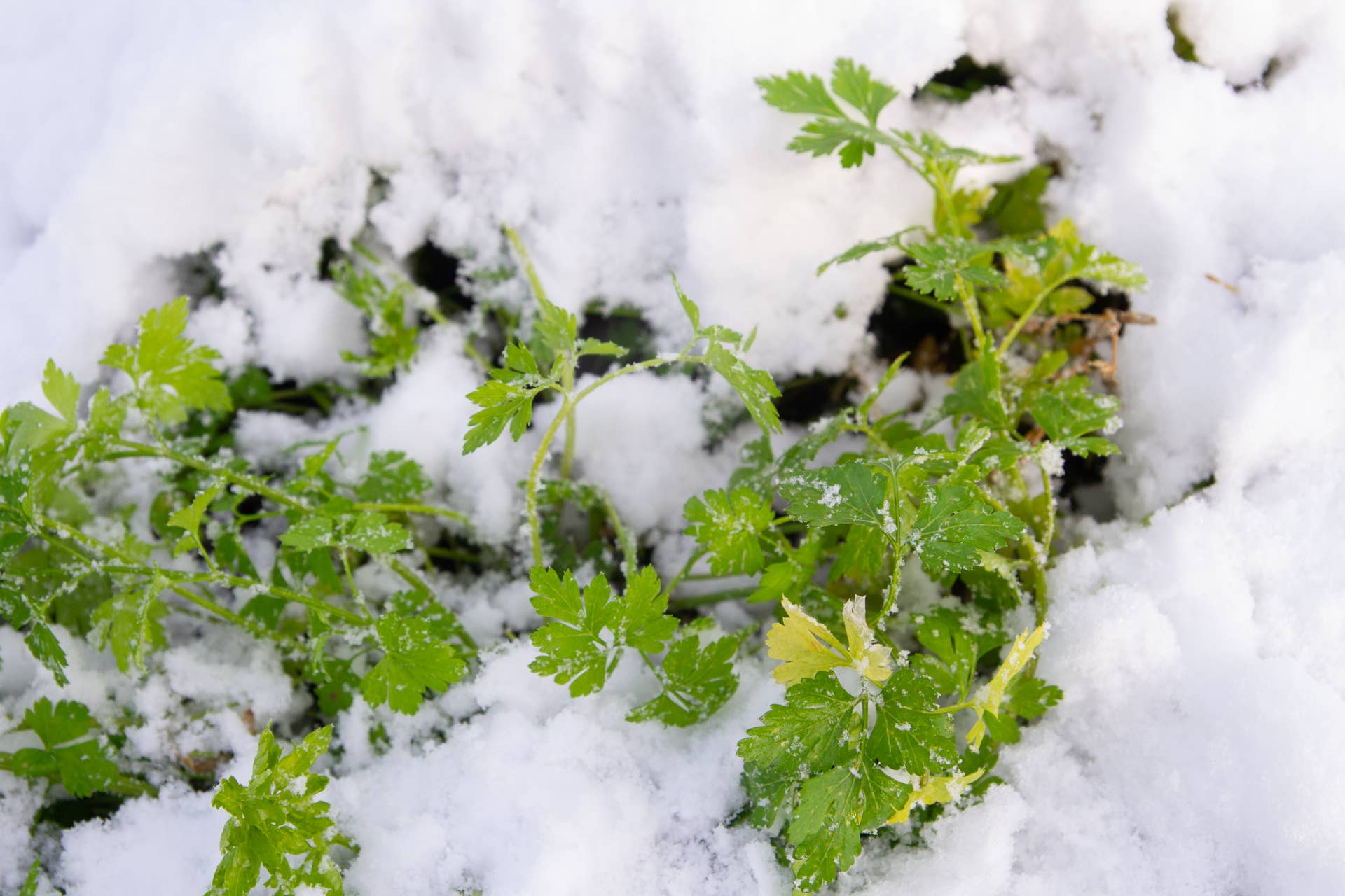 Things You Can Still Plant in December in Your Garden - Dengarden