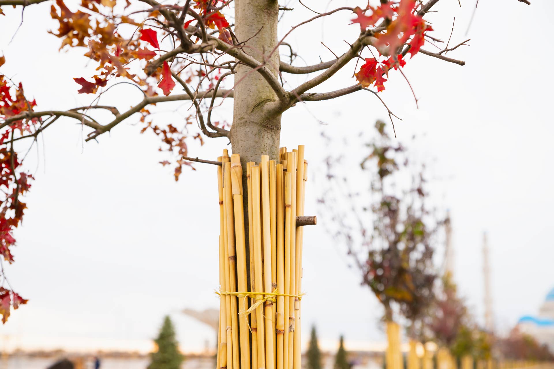 How to Protect Young Trees From Winter Sunscald - Dengarden