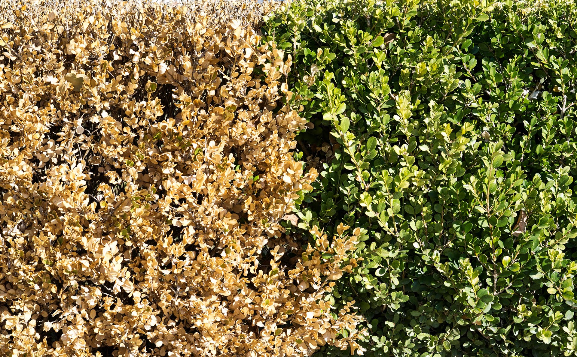 5 Signs Of Winter Stress In Your Garden - Dengarden