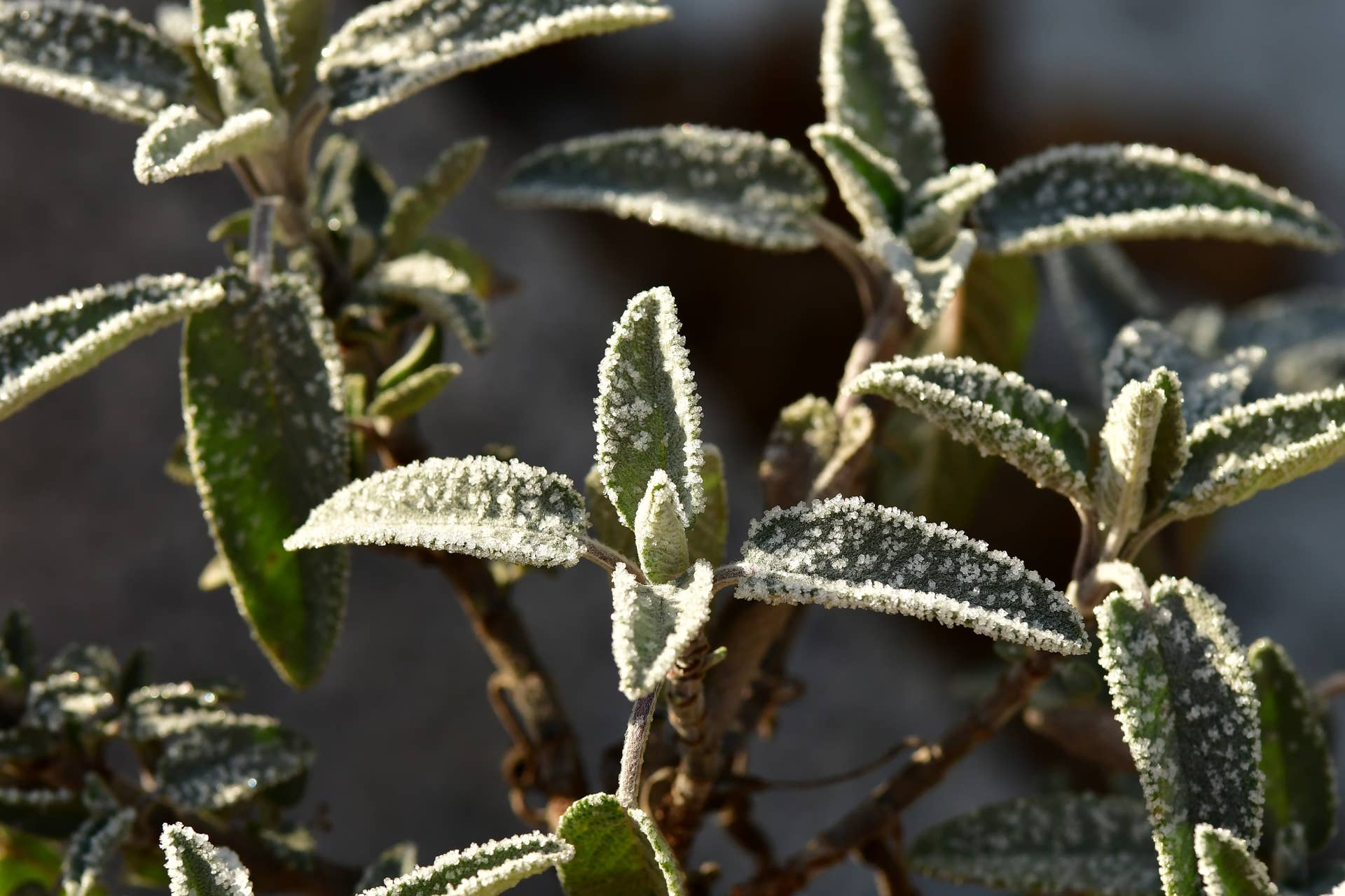 5 Signs Of Winter Stress In Your Garden - Dengarden