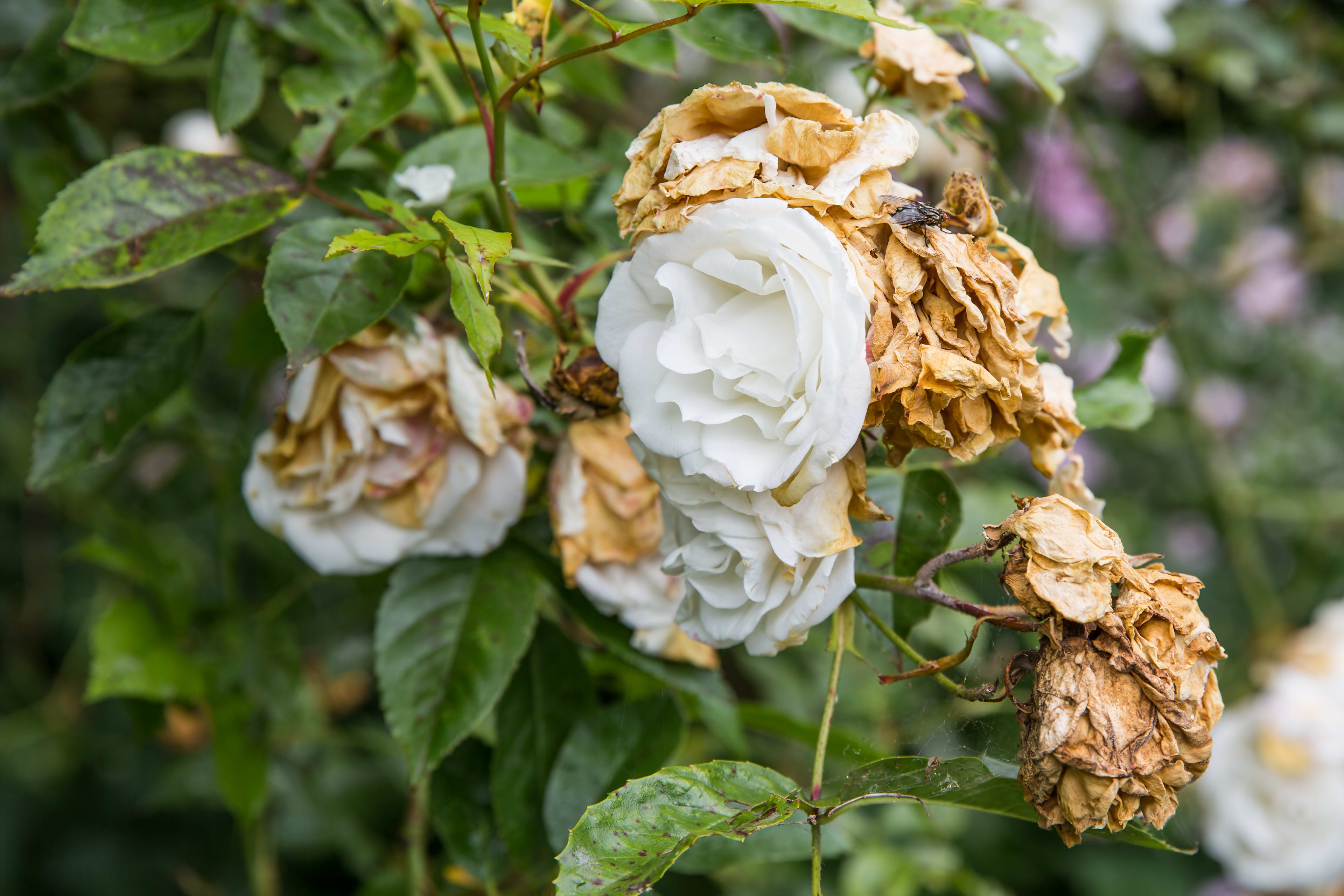 How to Winterize Rose Bushes - Dengarden